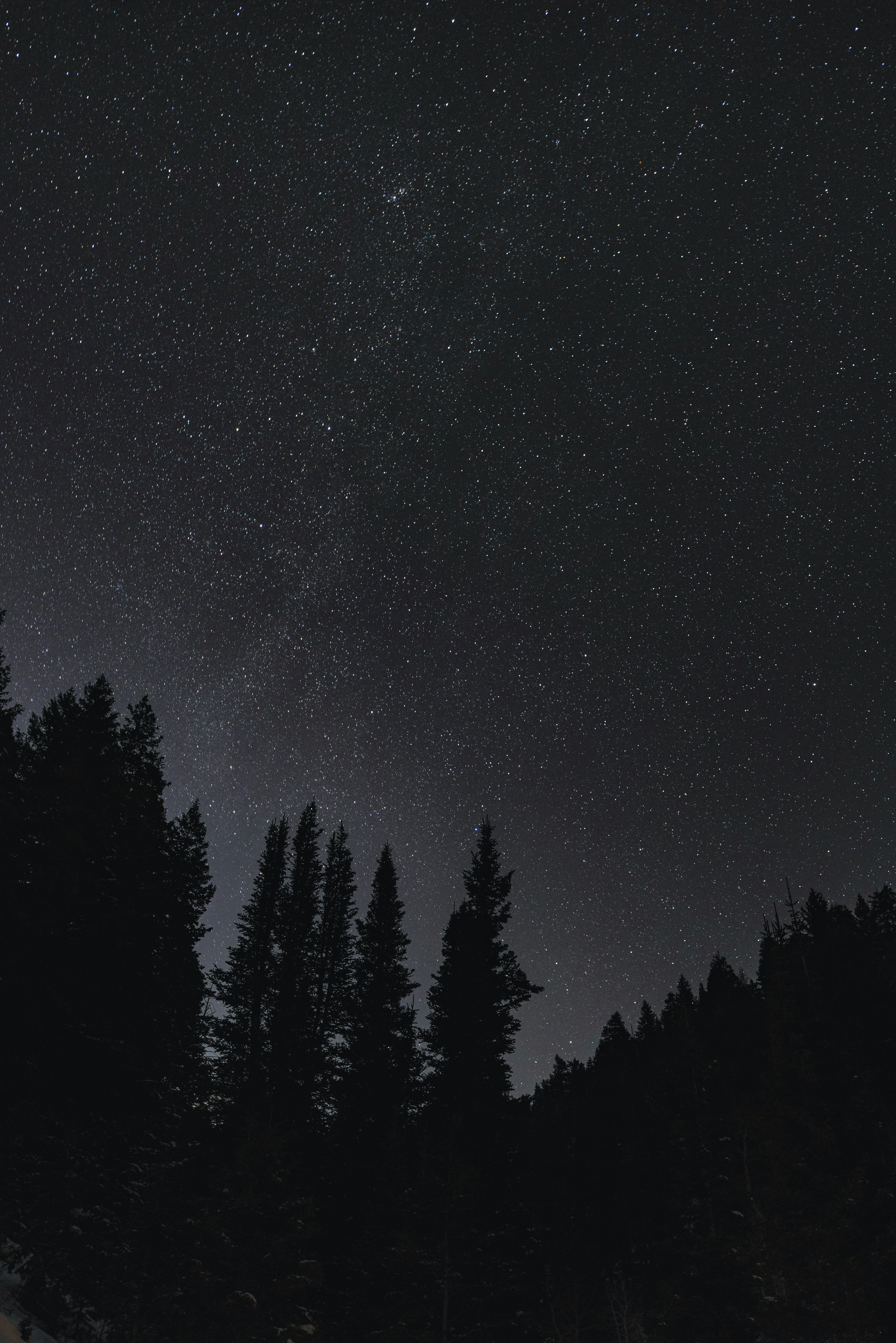 A starry night sky over trees photo – Free Outdoors Image on Unsplash