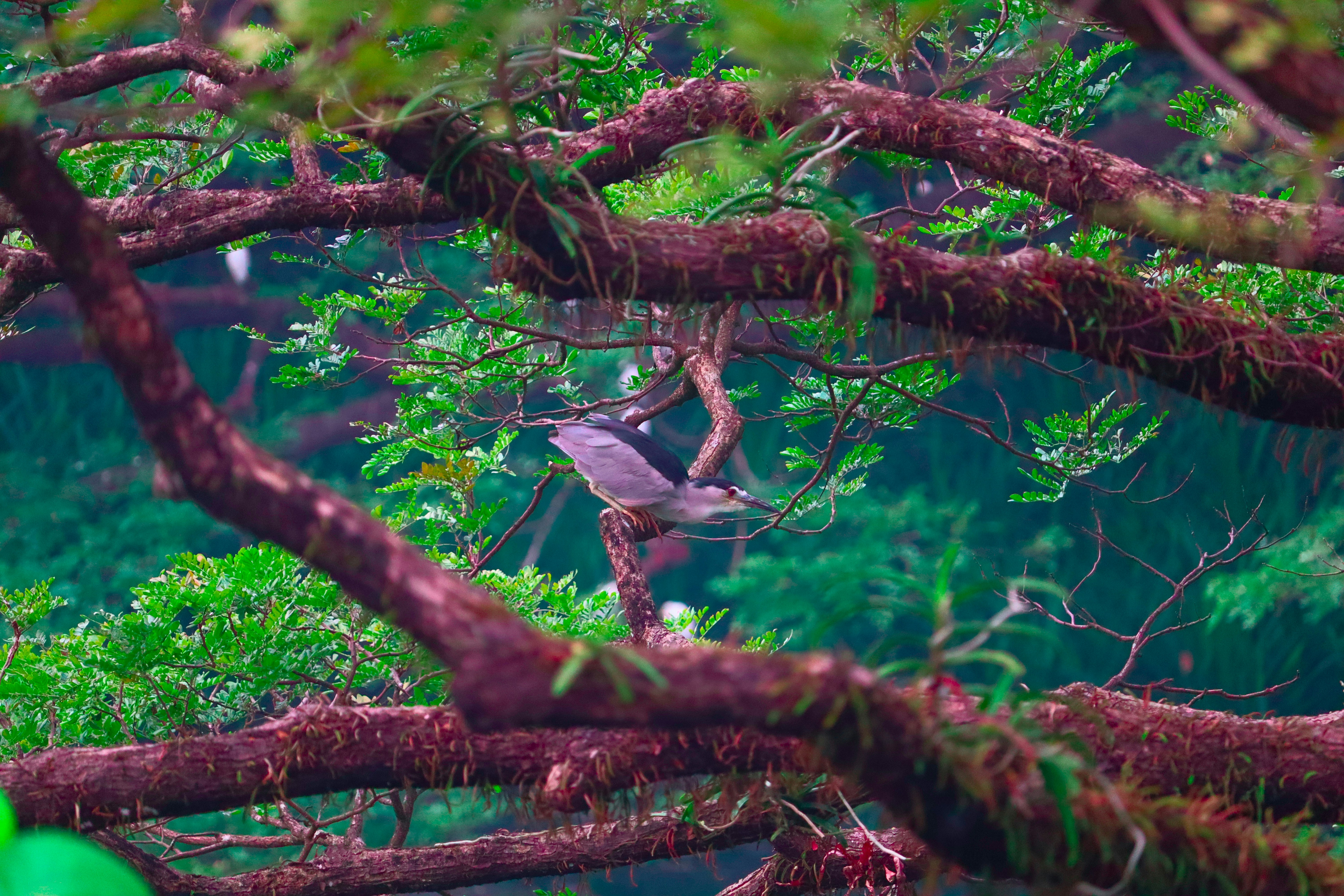 Blue-gray heron in foliage maze: perched among mossy branches