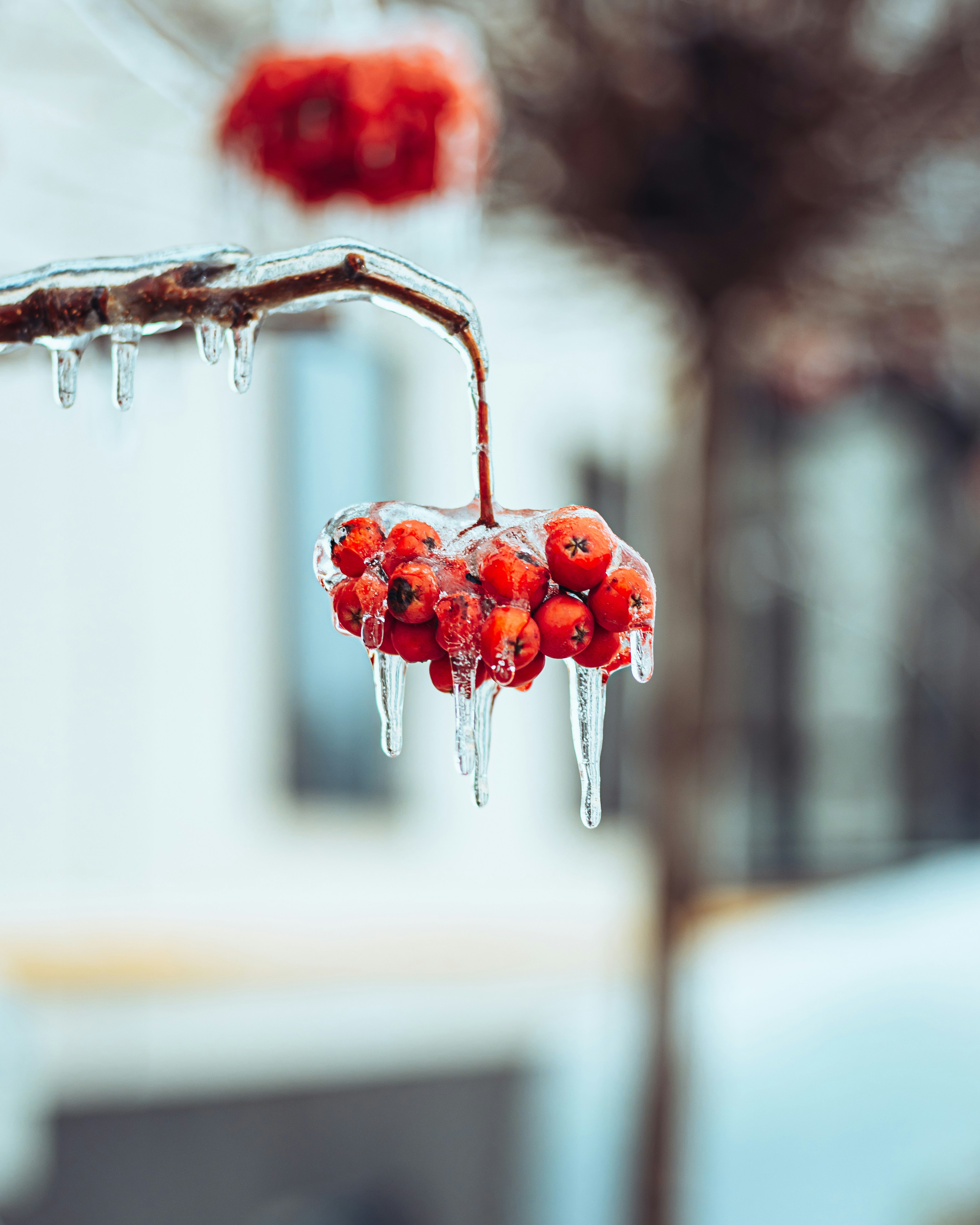 A close-up of a string of red berries photo – Free Ice Image on Unsplash