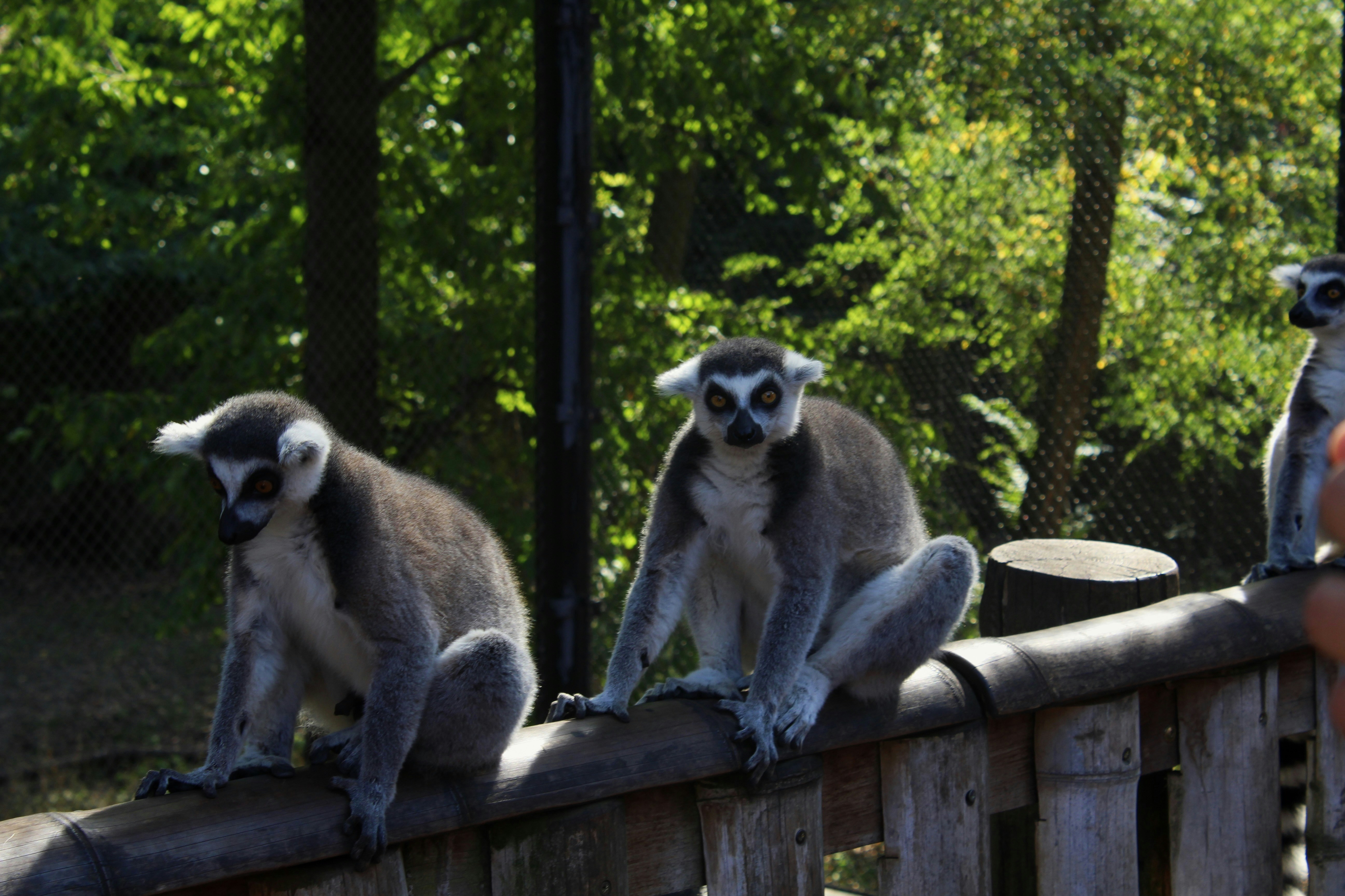 Three Gaze-Set Monkeys on a Wooden Rail