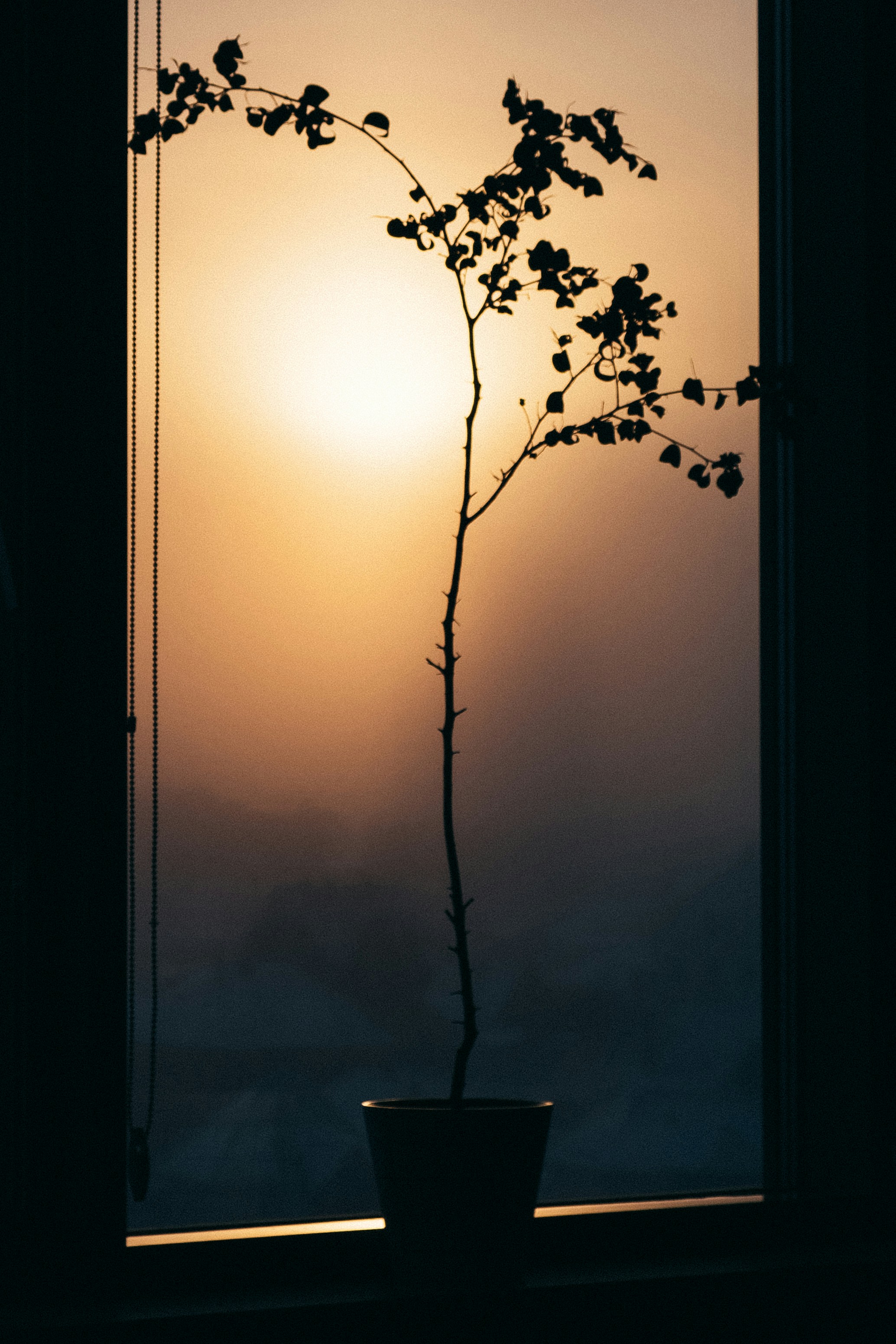 Morning plant