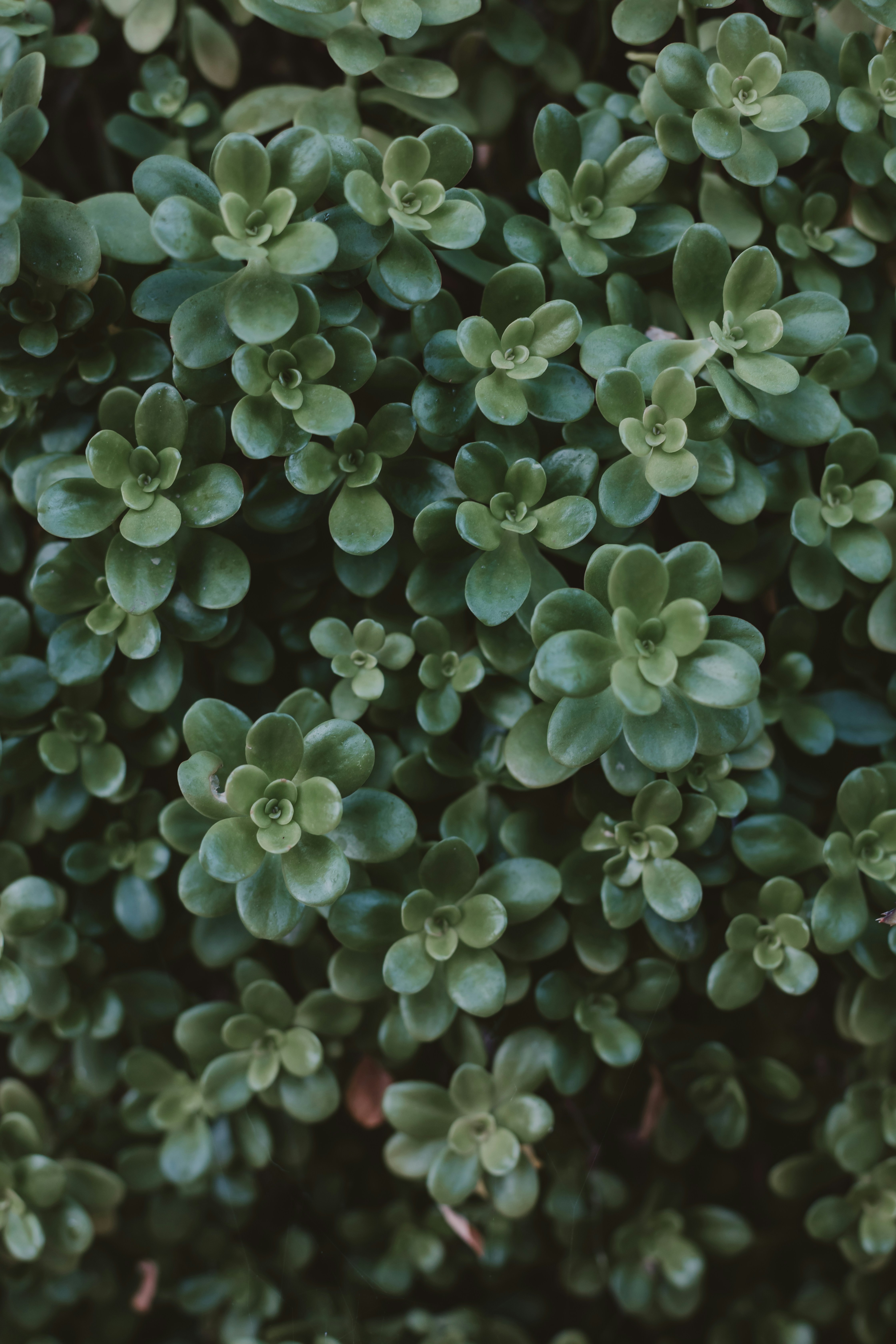a close up of some green buds