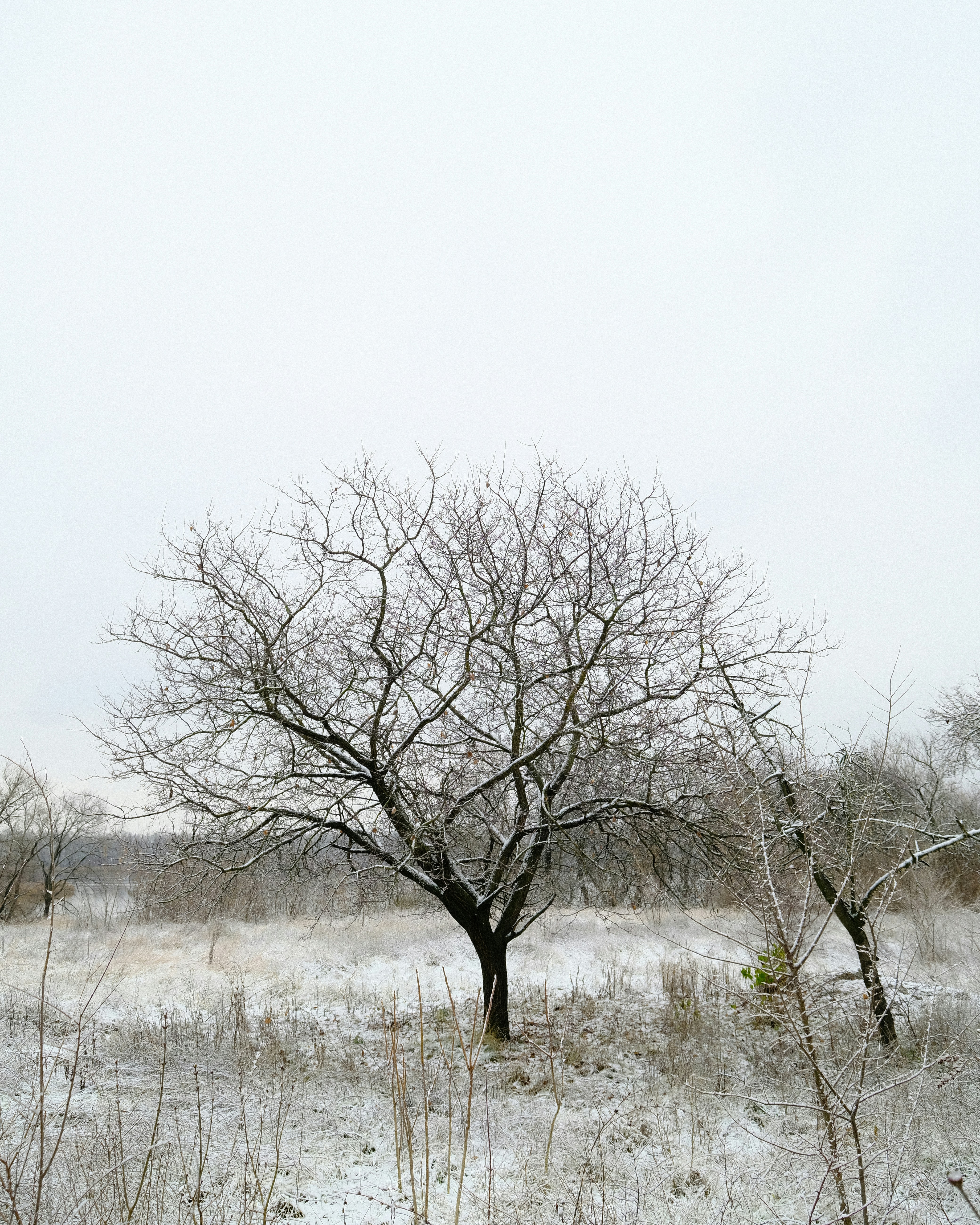 A tree in a field photo – Free Ukraine Image on Unsplash
