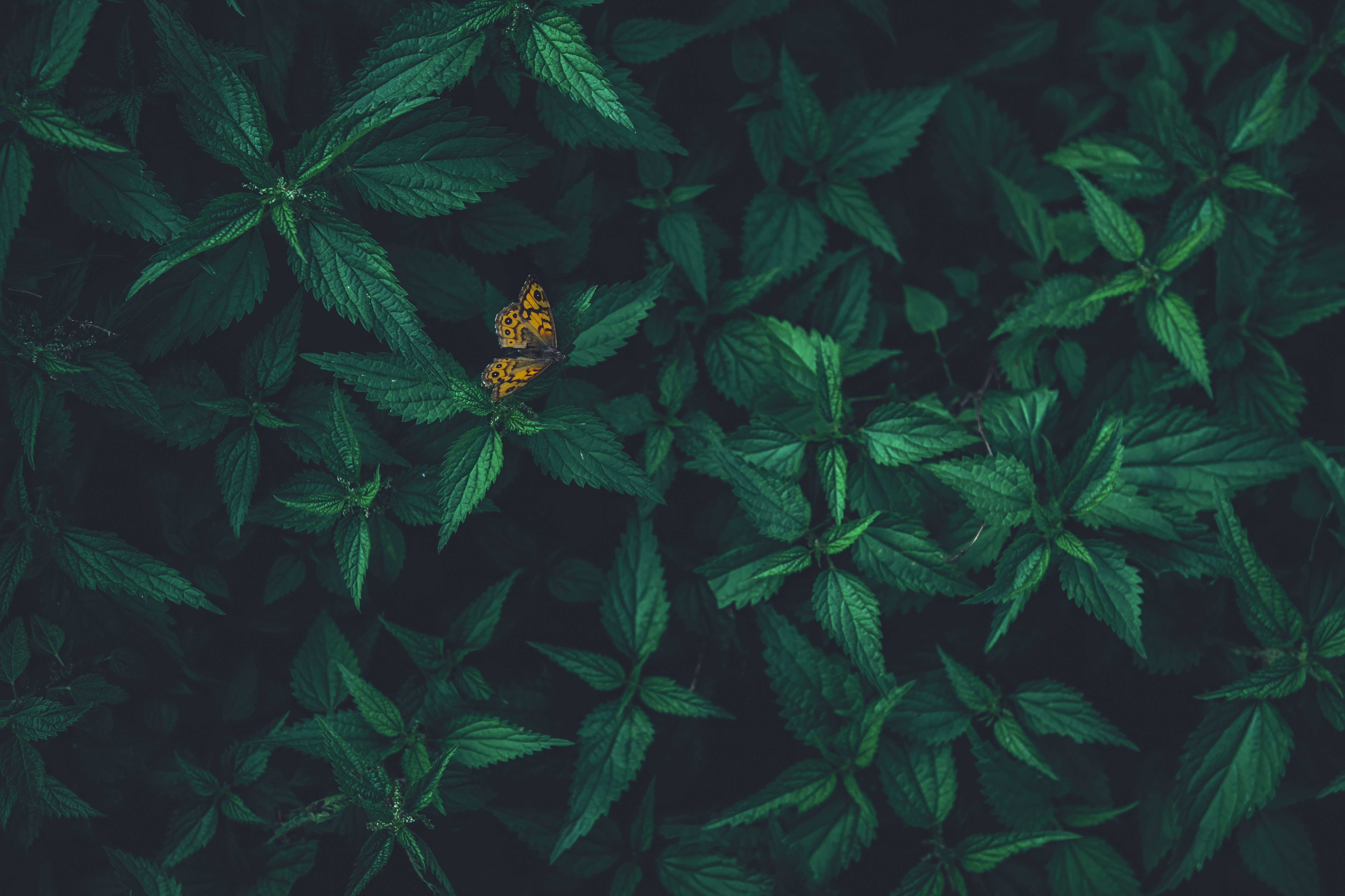 Single orange butterfly amid a sea of emerald leaves