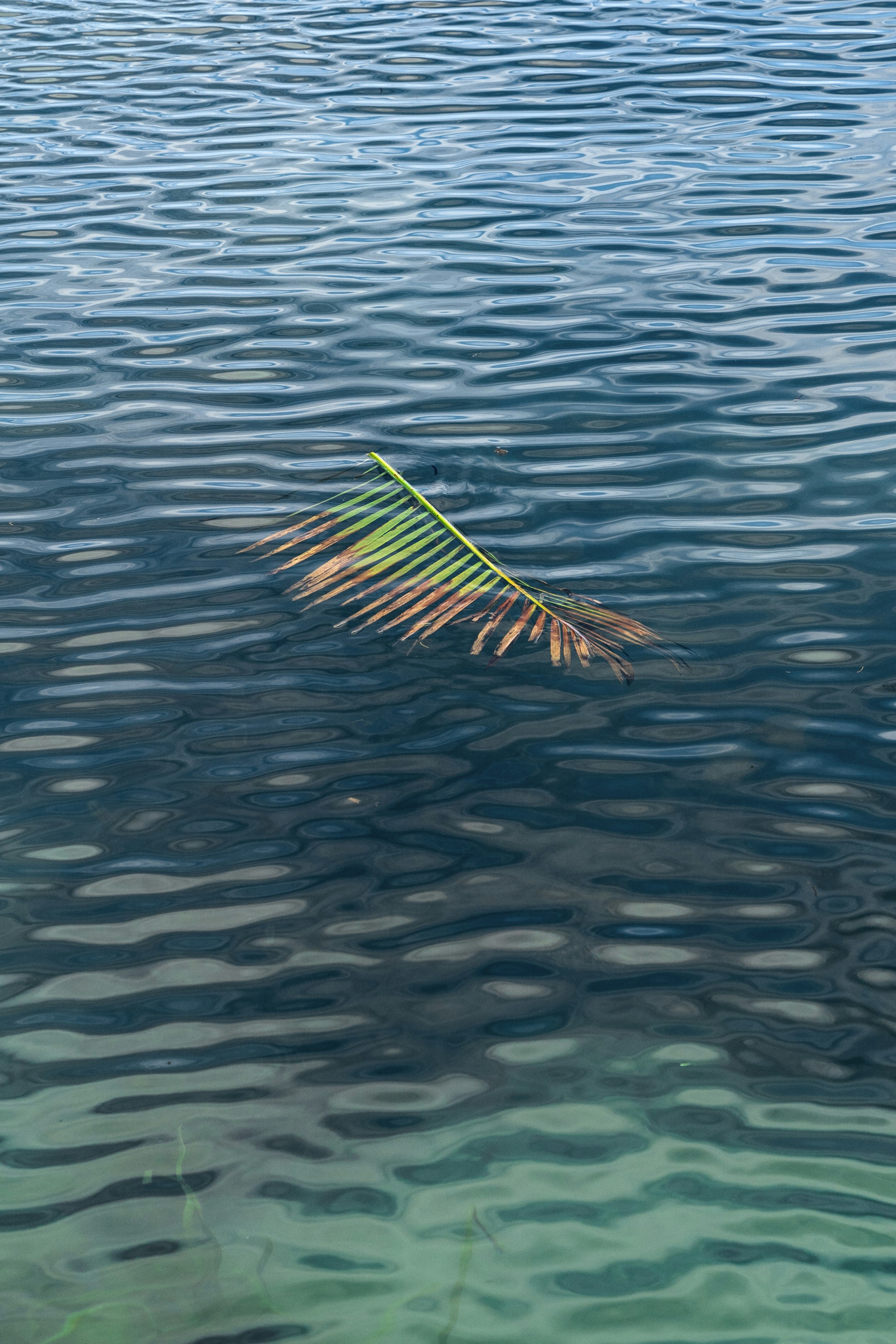 Palm leaves floating in clear water.