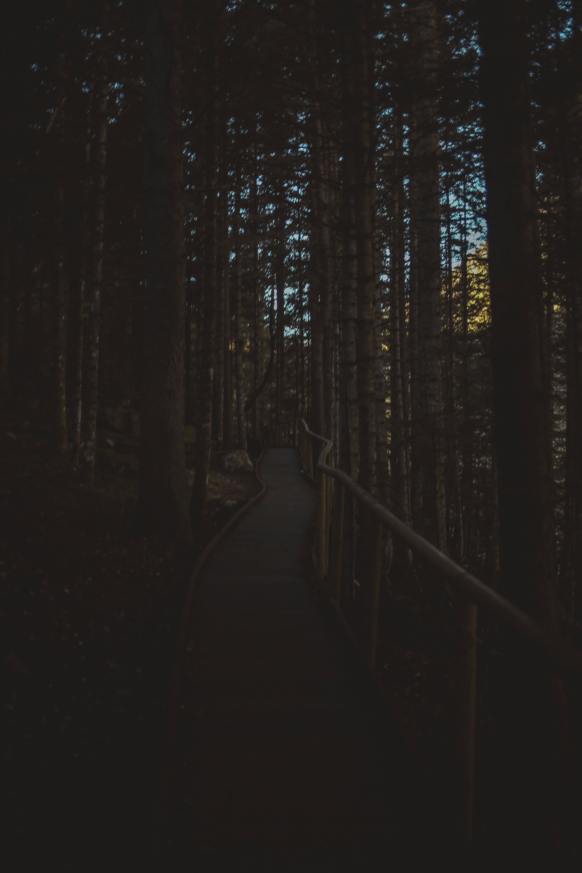 Glimmer at the End of the Timber Path