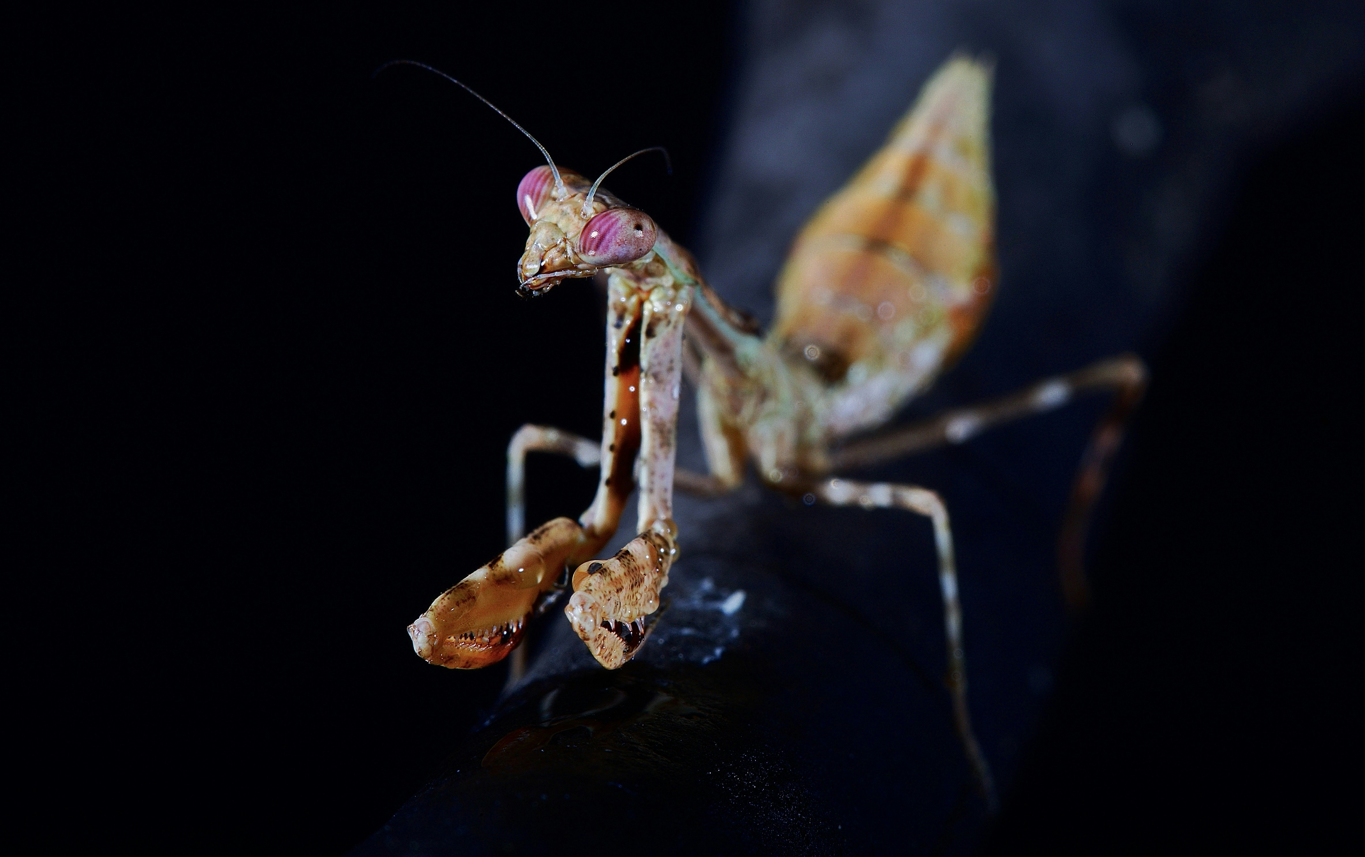 Crimson-lored Praying Mantis on a Dark Stage