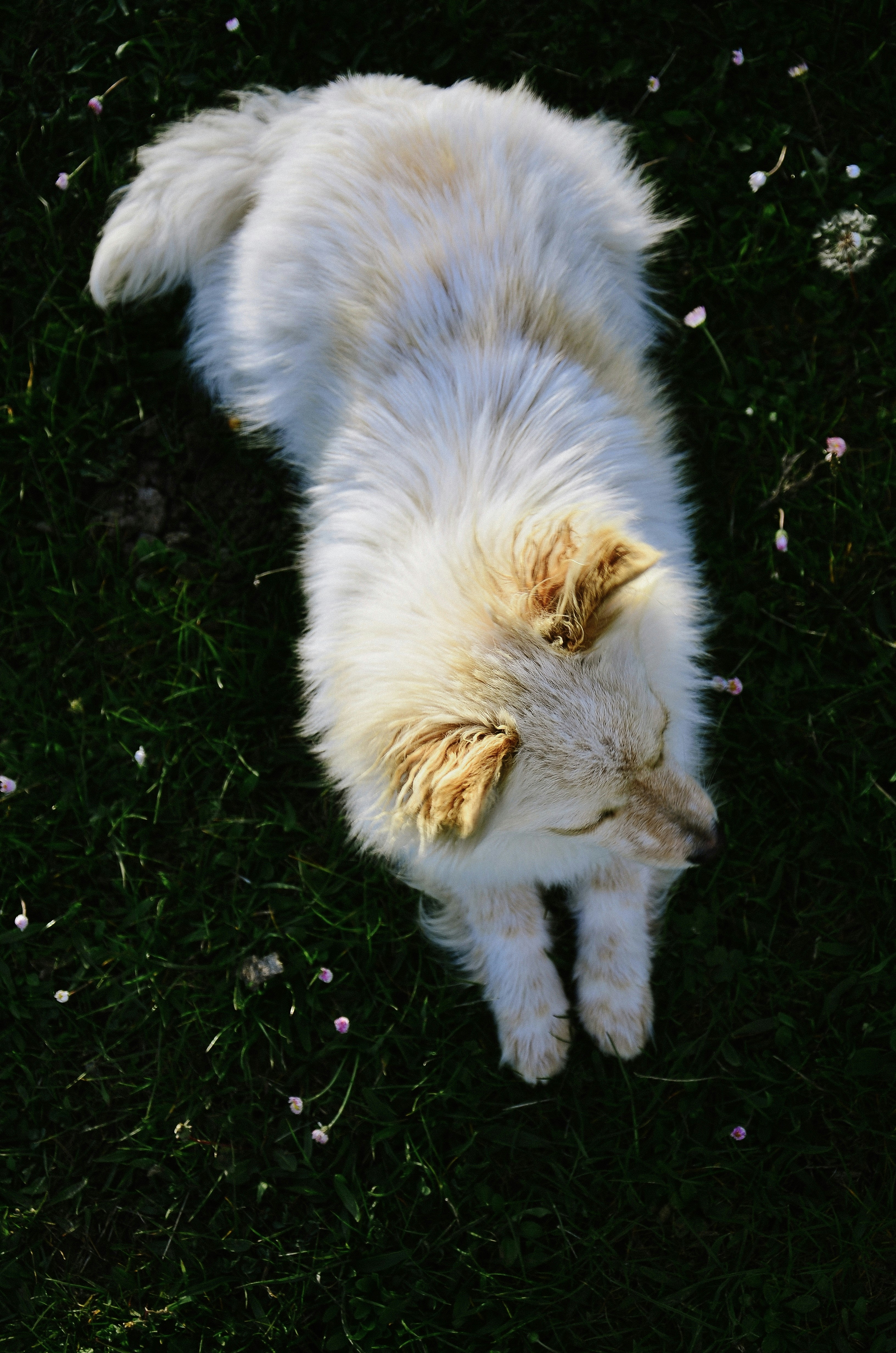 Top-Down View of a Creamy Cat Nap in Sunlit Grass