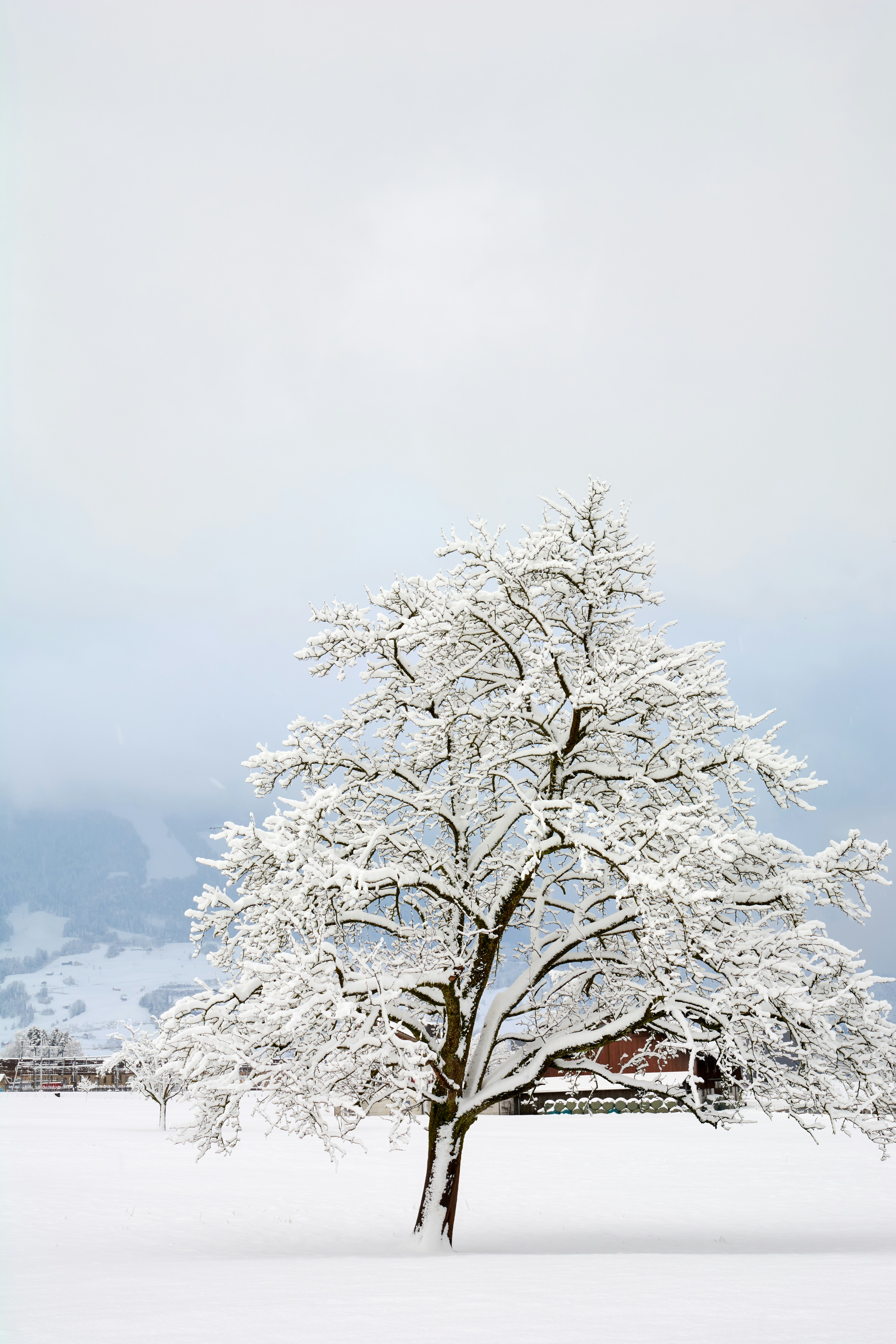 A tree in a snowy place photo – Free Switzerland Image on Unsplash