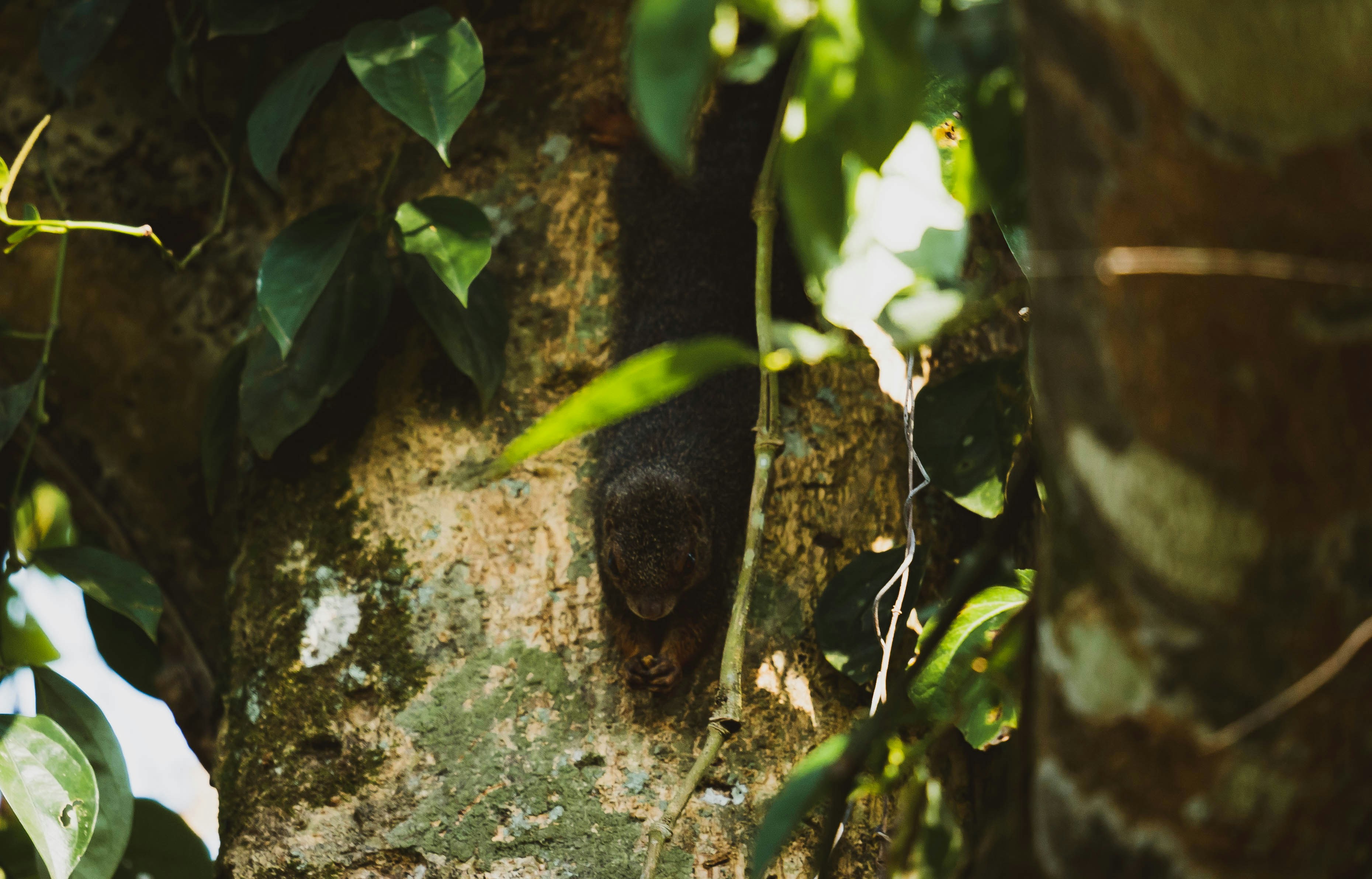 A small animal in a tree photo – Free Nature Image on Unsplash
