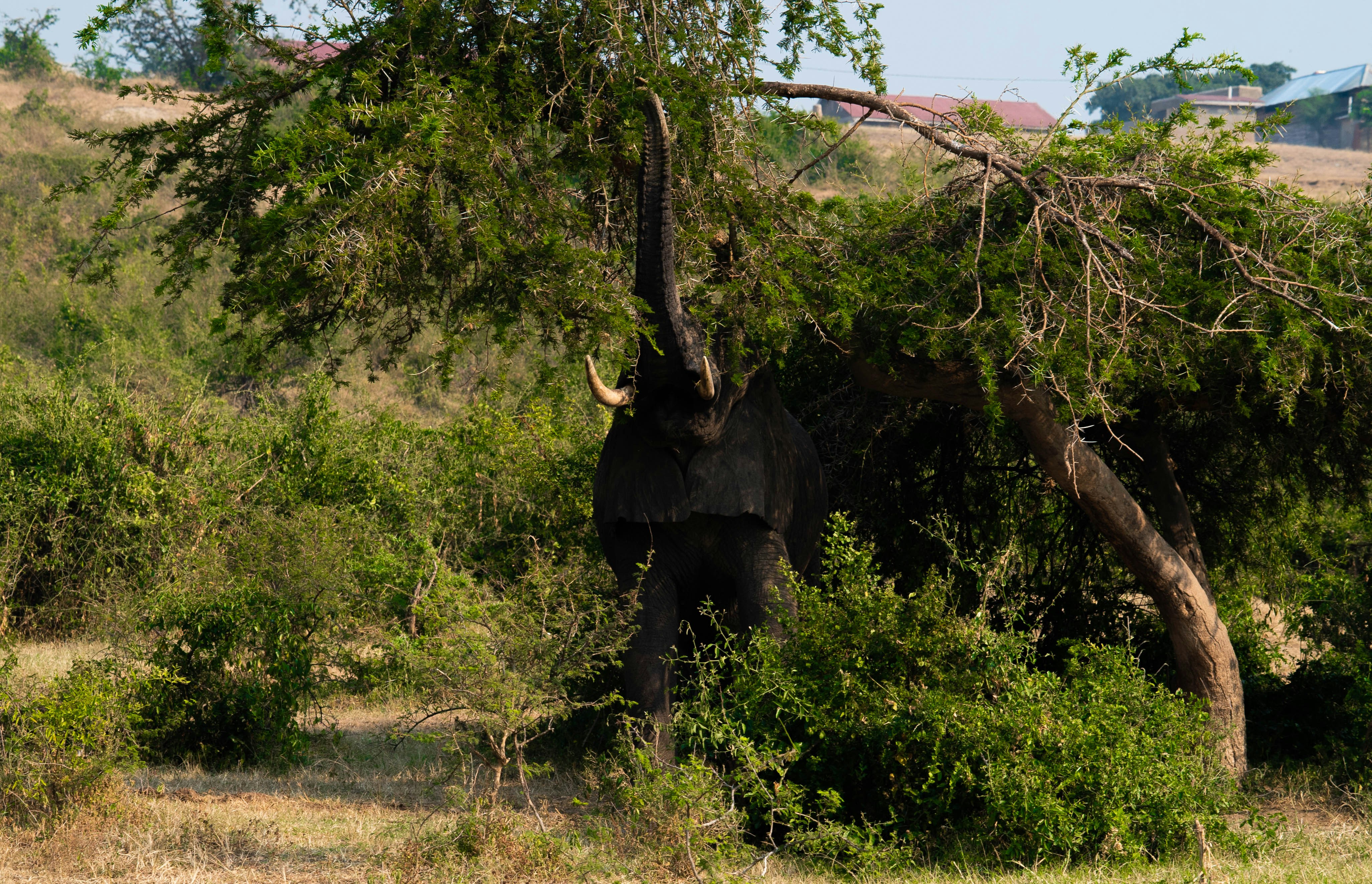 Elephant in the Shade: A Moment in the Wild