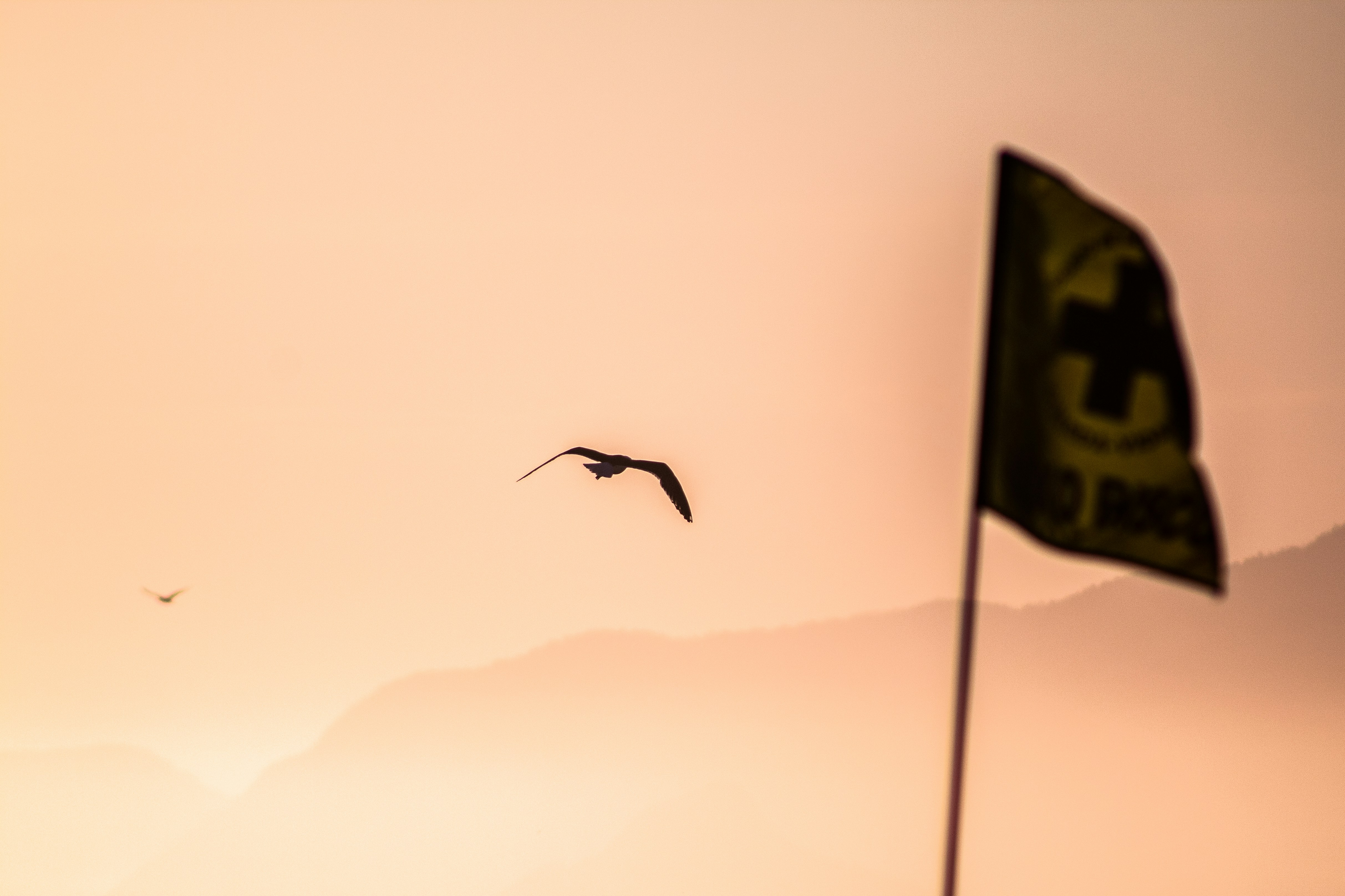 Amber Drift: A Gull in Flight Over a Distant Flag at Dusk