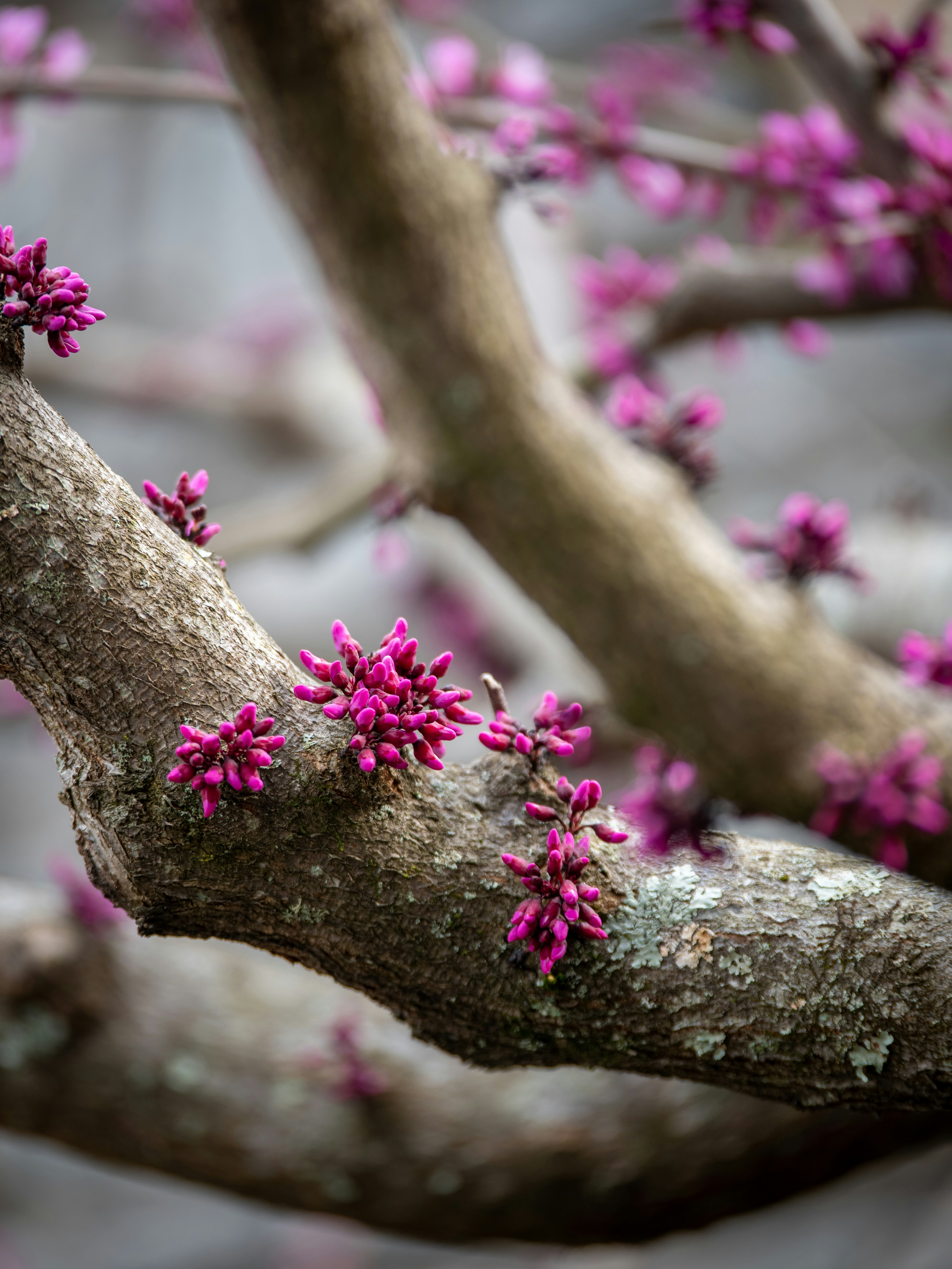 Crimson Buds Crown a Weathered Branch