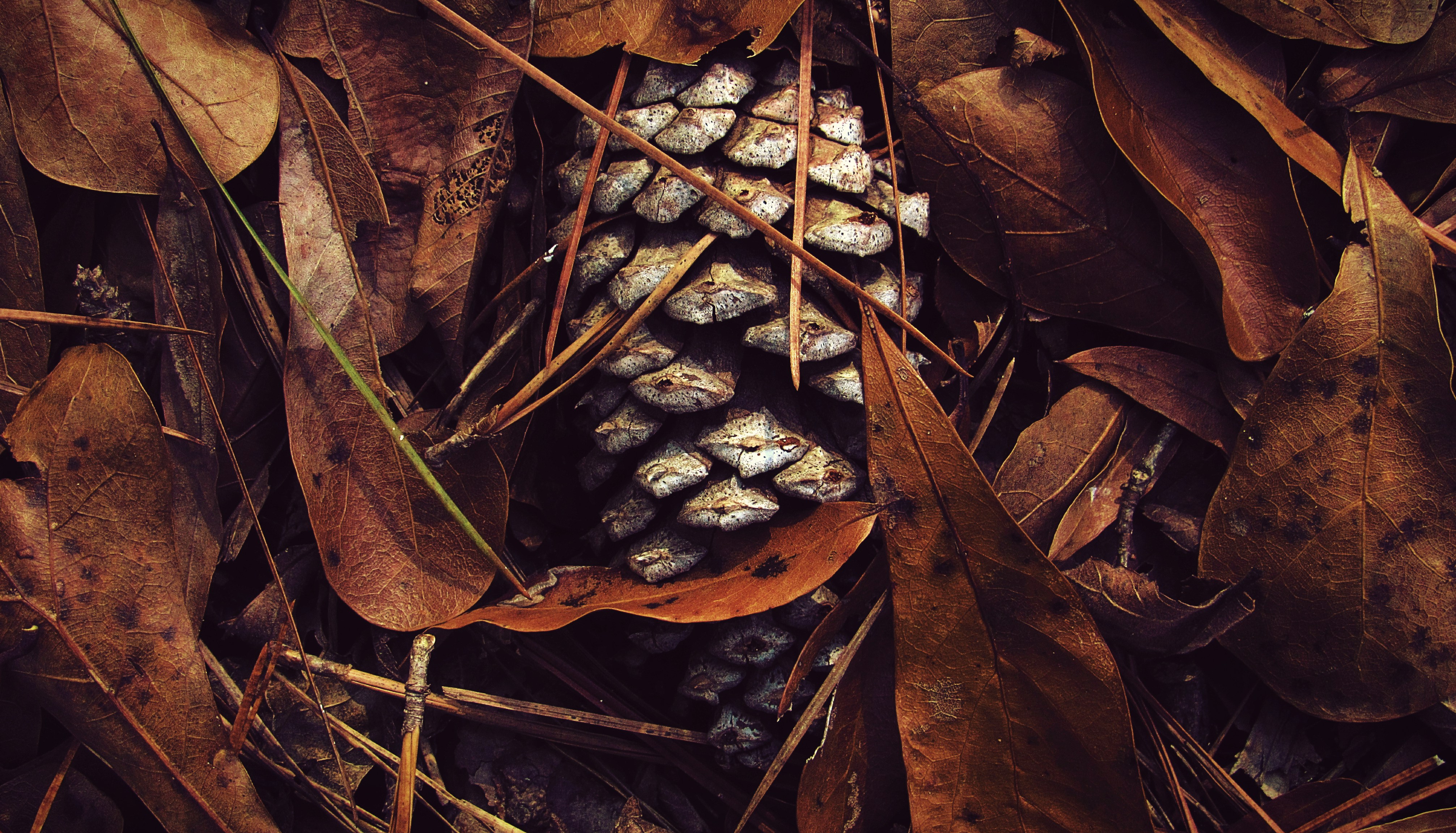 Nature's Hidden Gem: The Pine Cone's Embrace