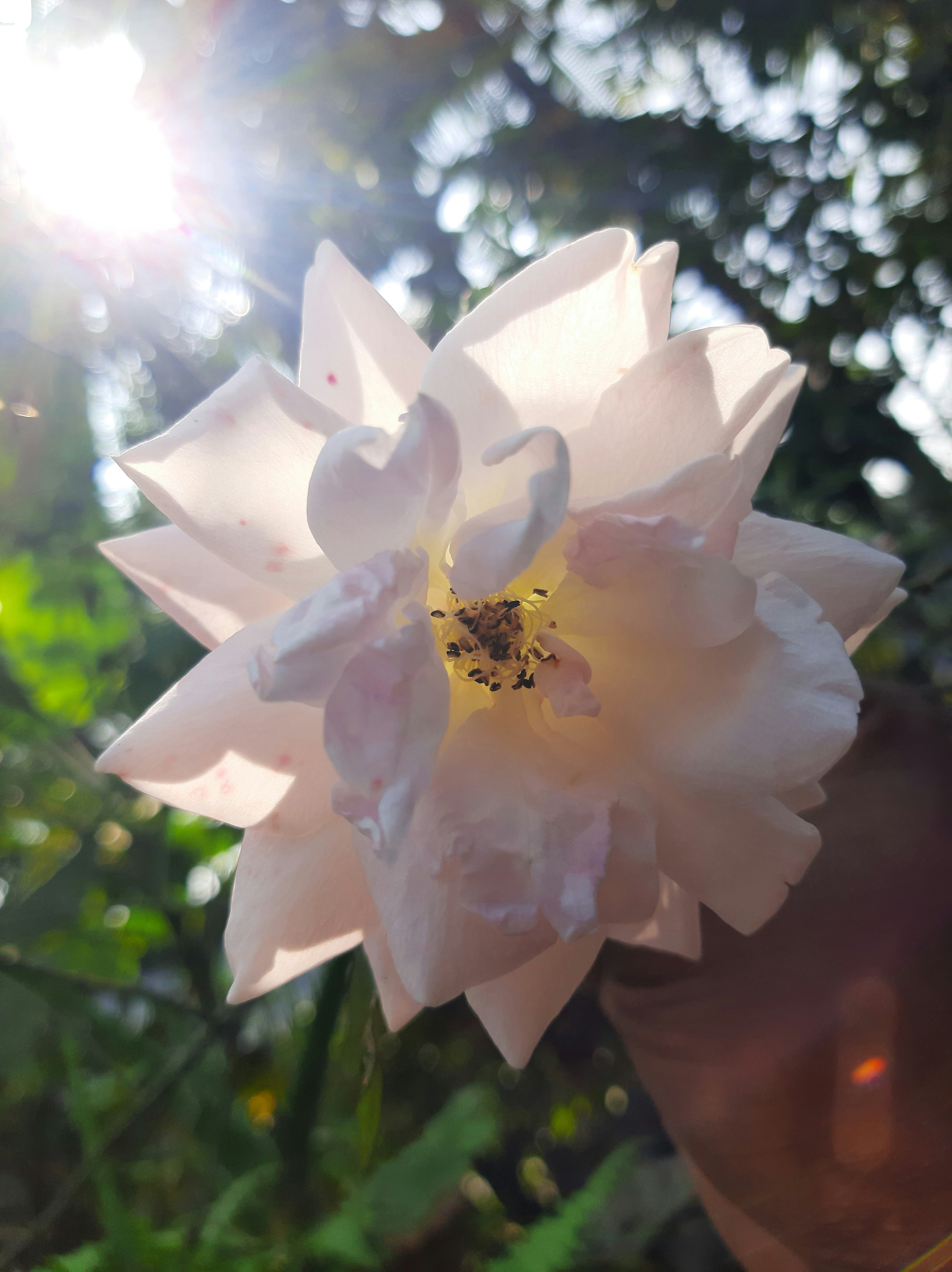 Sunlit Pink Rose Bloom Framed by Garden Glow