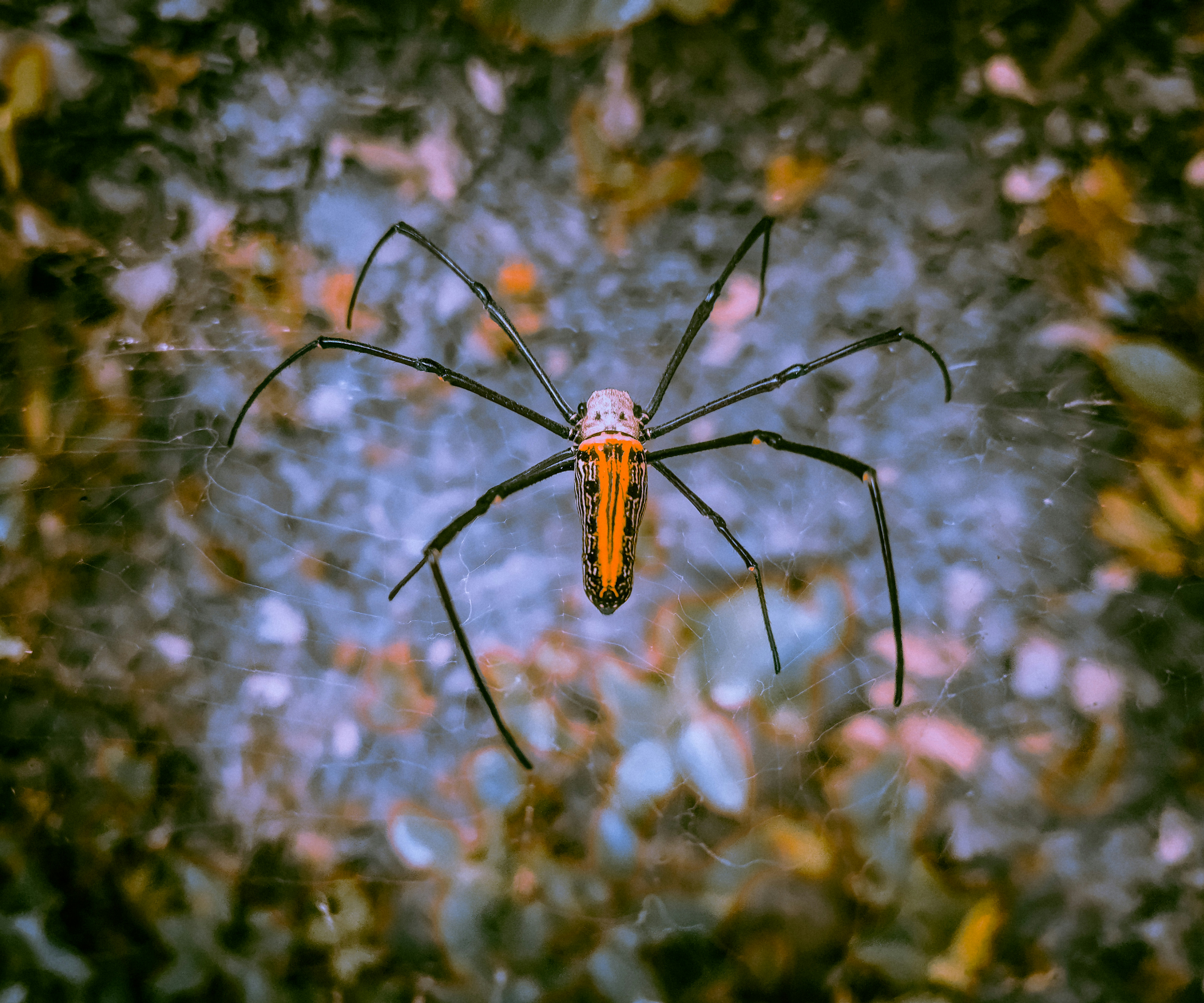 Orb-weaver in the Glass: A Spider Centered in a Shimmering Web