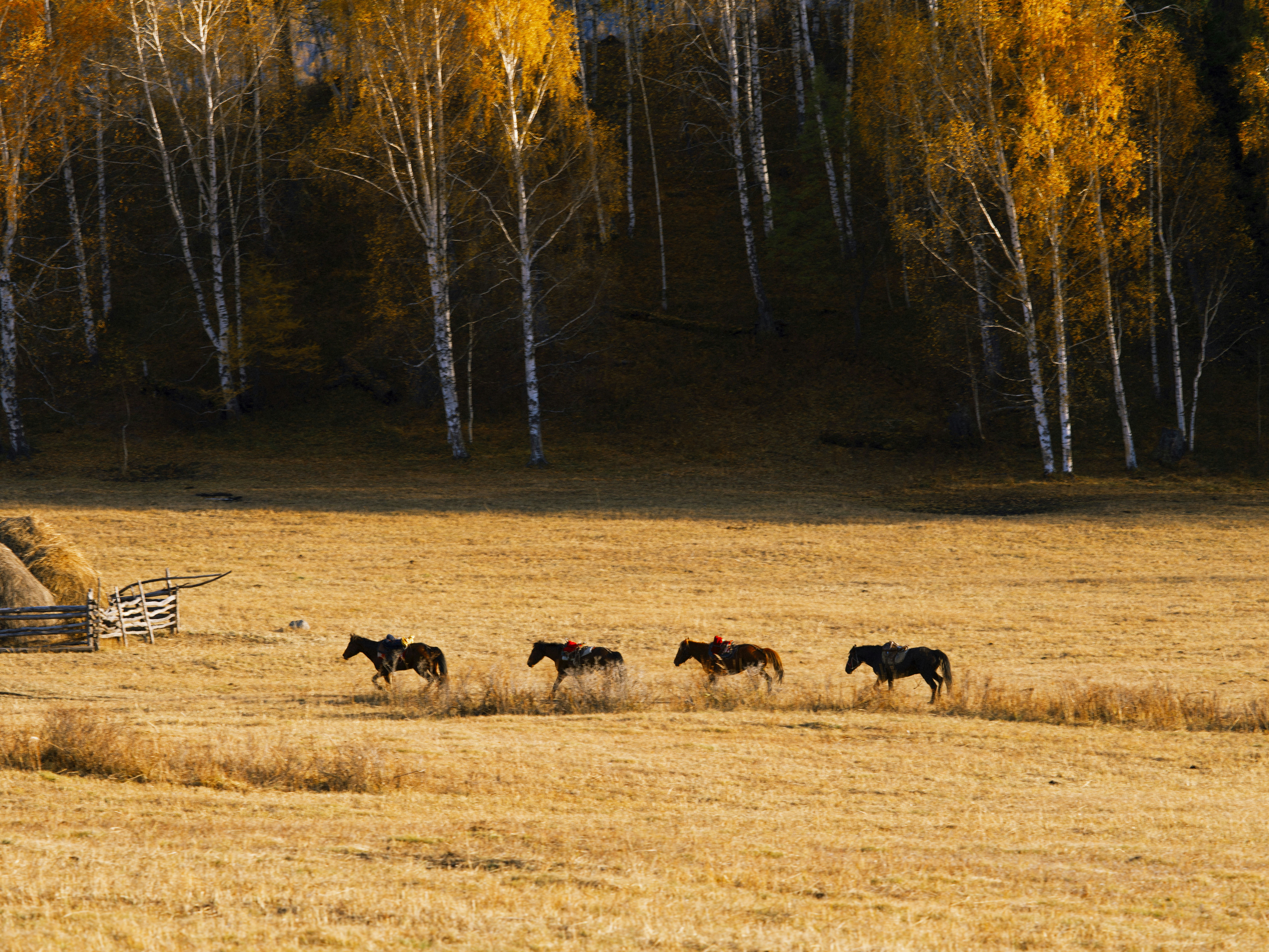 A group of animals running in a field photo – Free Image on Unsplash