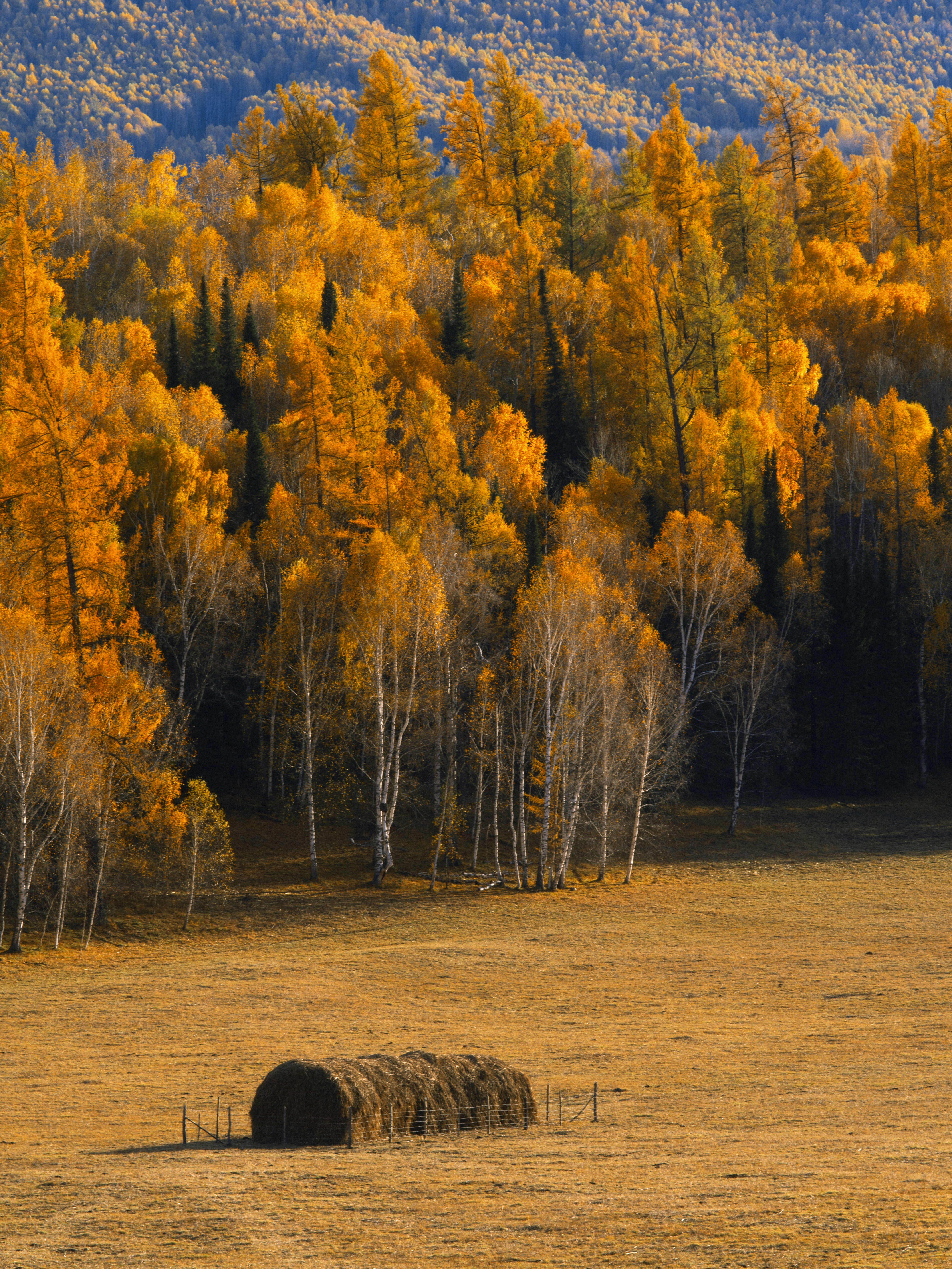 Autumn Orchard of Light: Aspen Grove Against a Golden Field