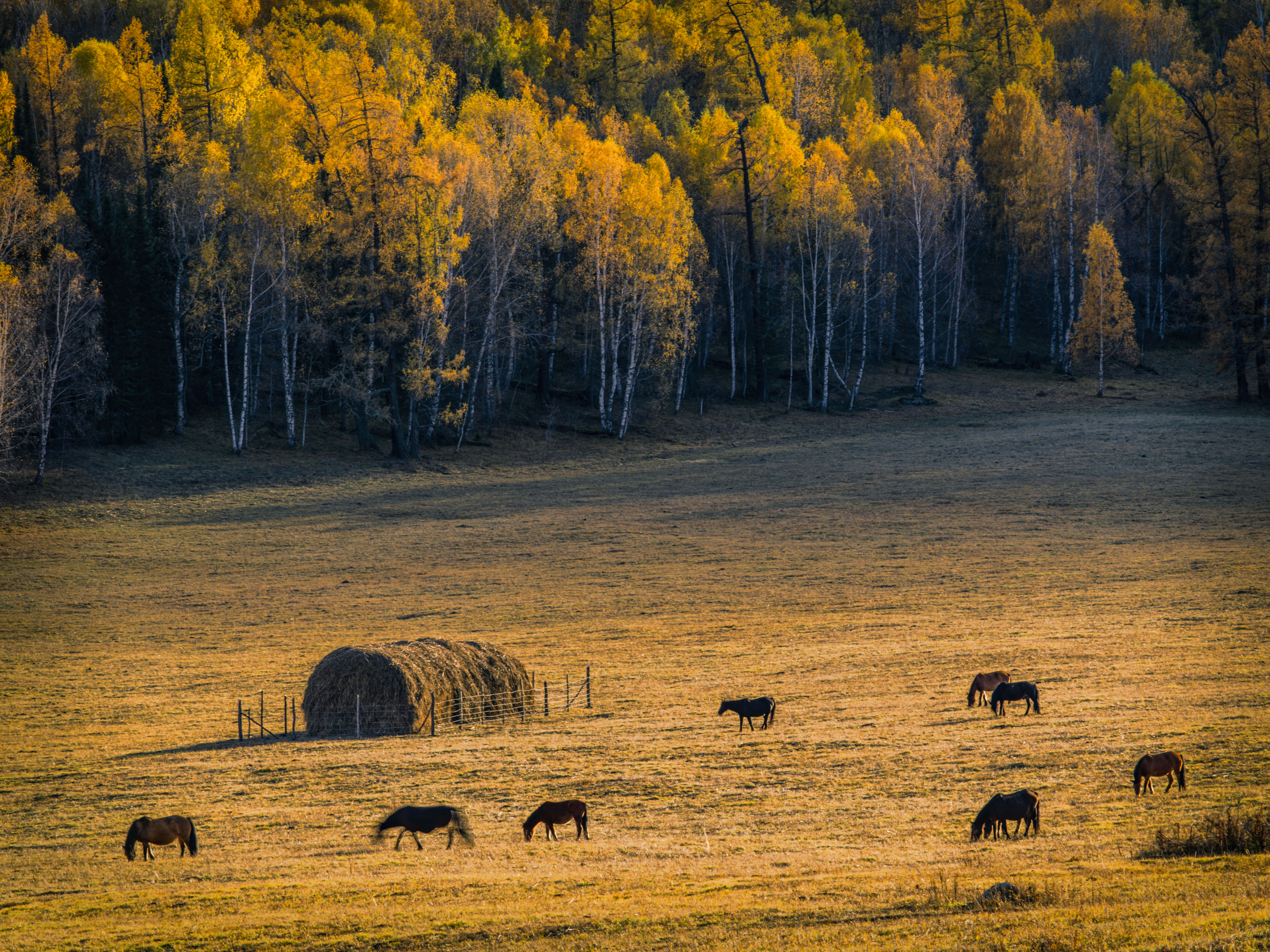 A group of animals stand in a field photo – Free Countryside Image on ...
