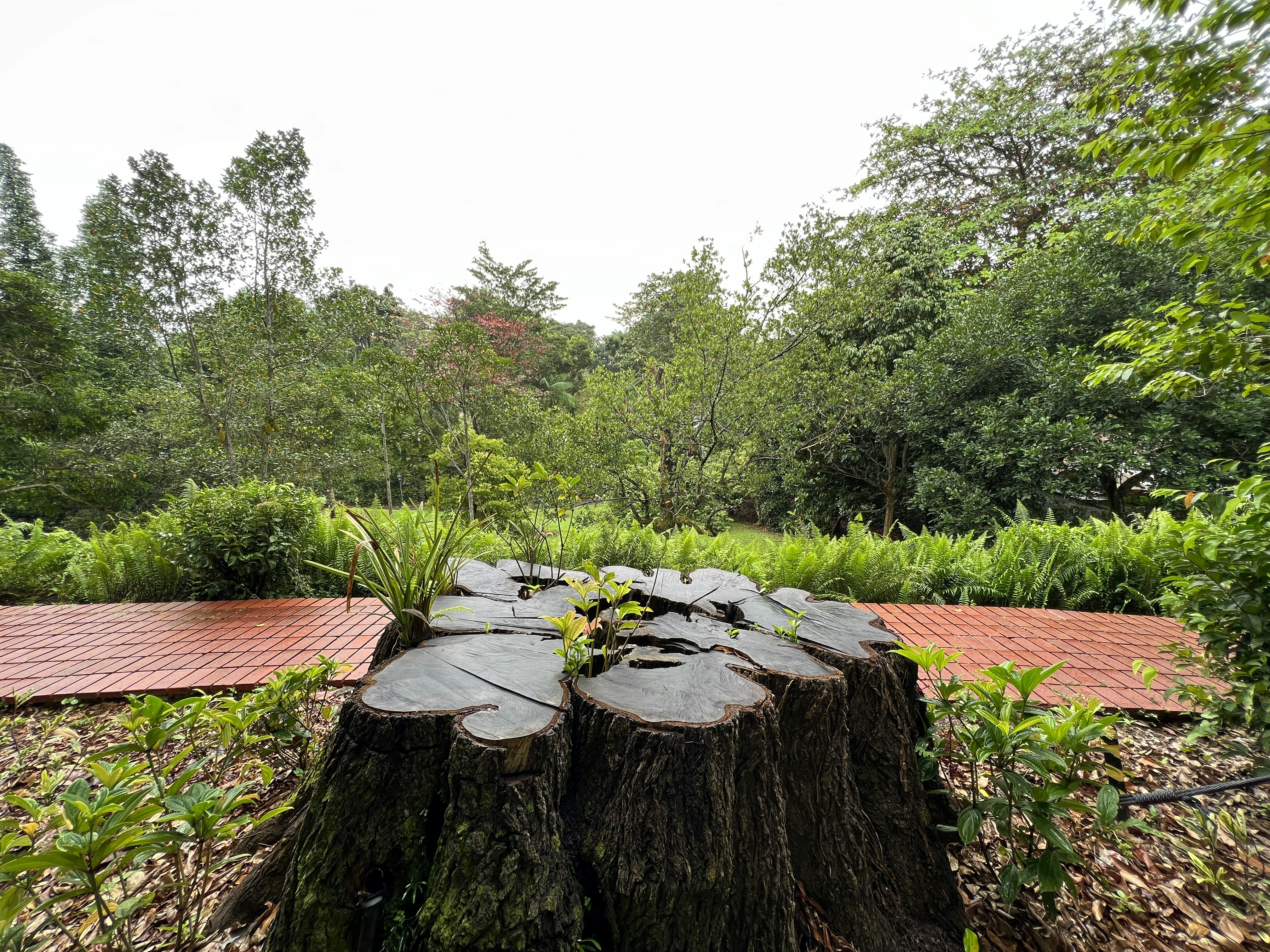 Moss-Crowned Stump Framing a Quiet Park Path