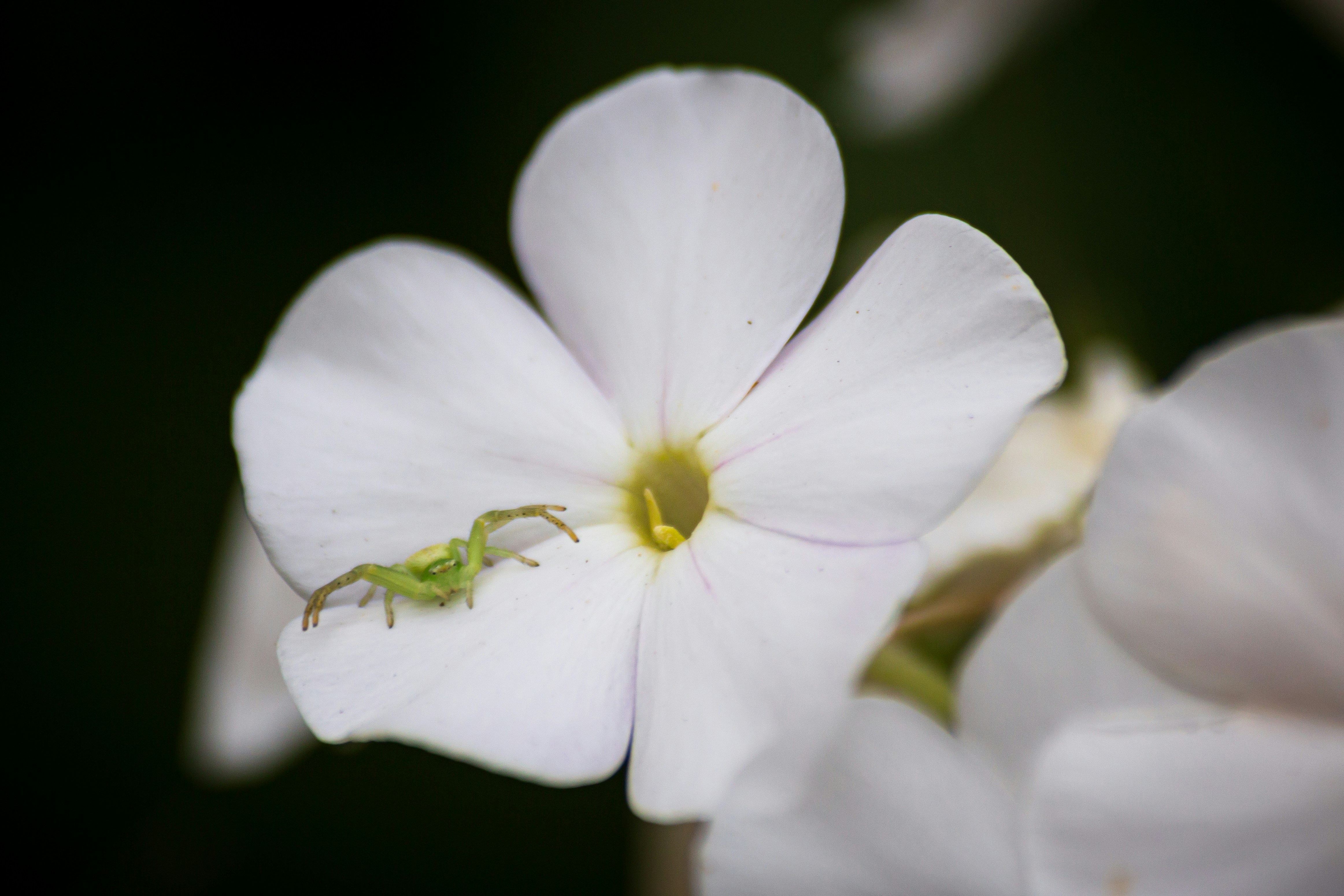 a bug on a flower