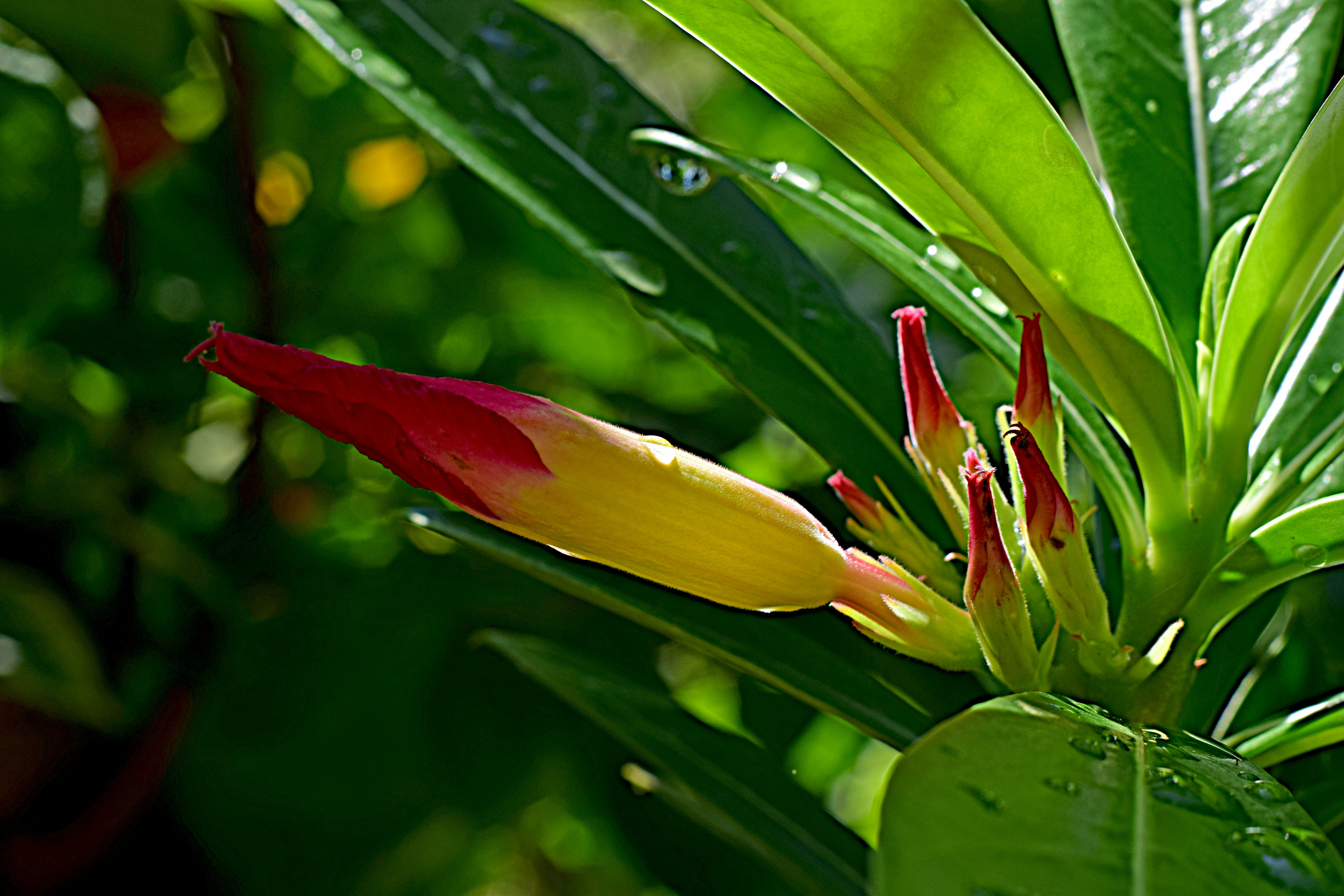Emerging Bud: A Tropical Bud Nestled Among Green Leaves