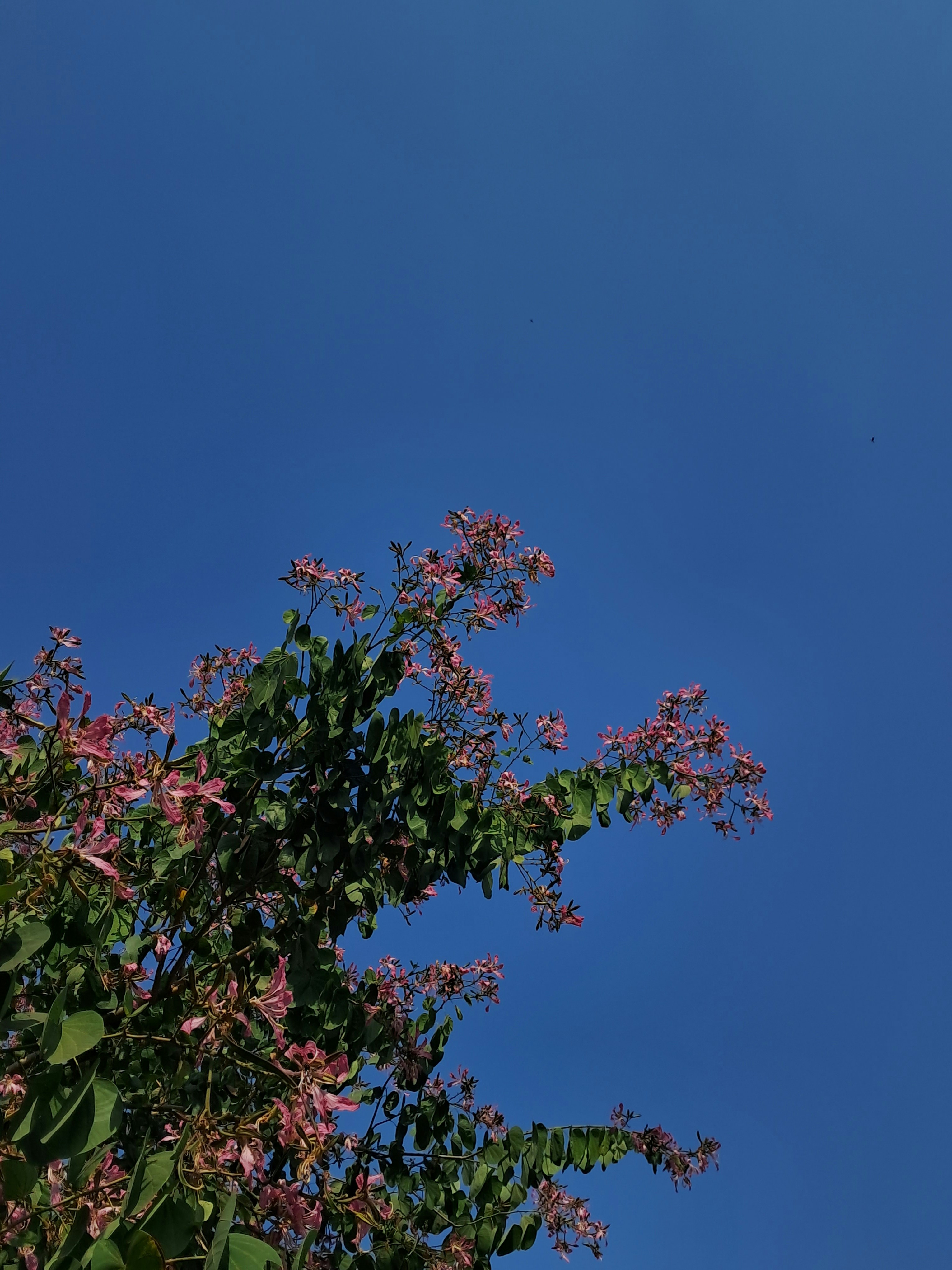 Pink flowers and green leaves reaching into a clear blue sky.