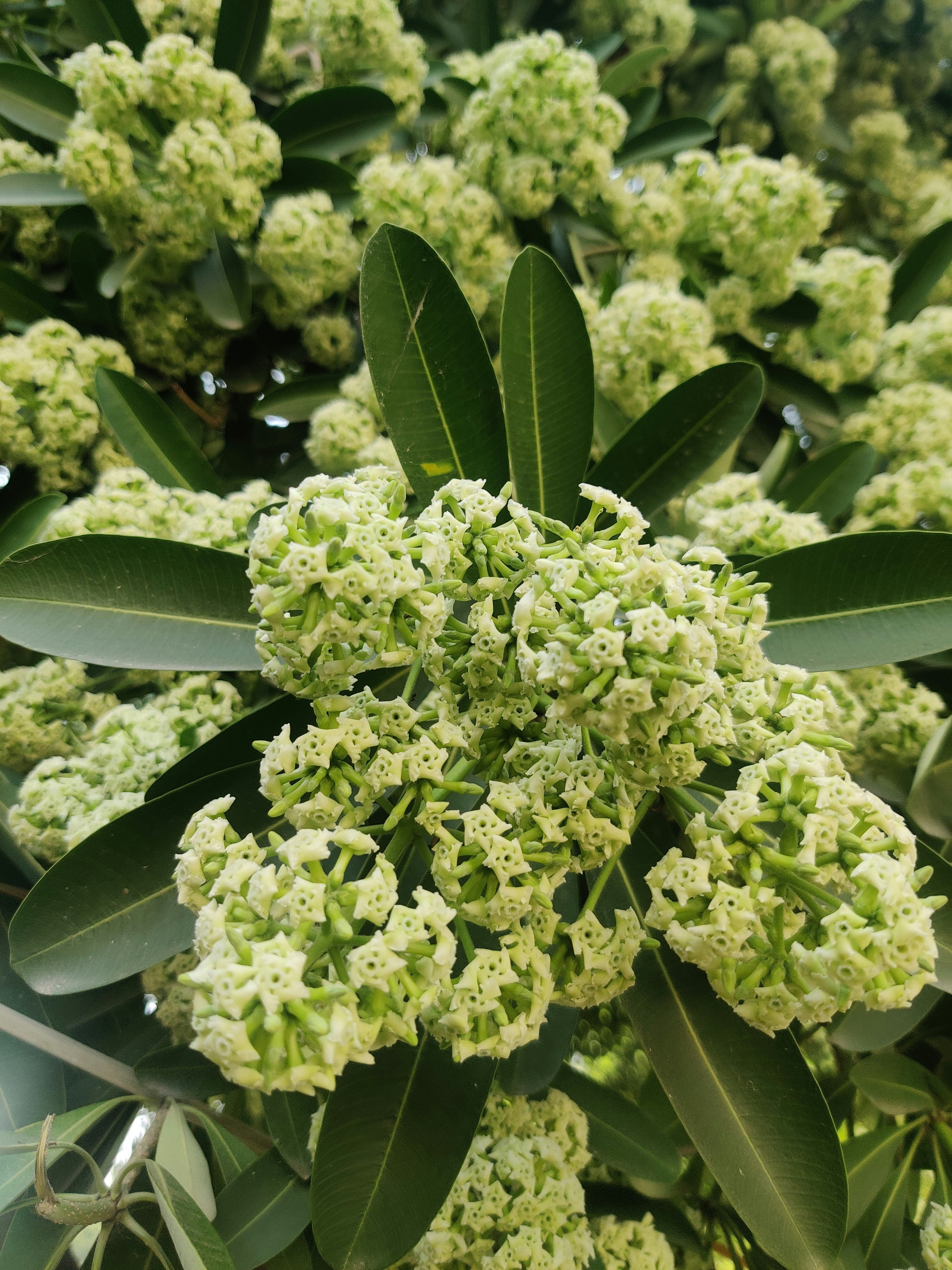 Alstonia blooms in autumn