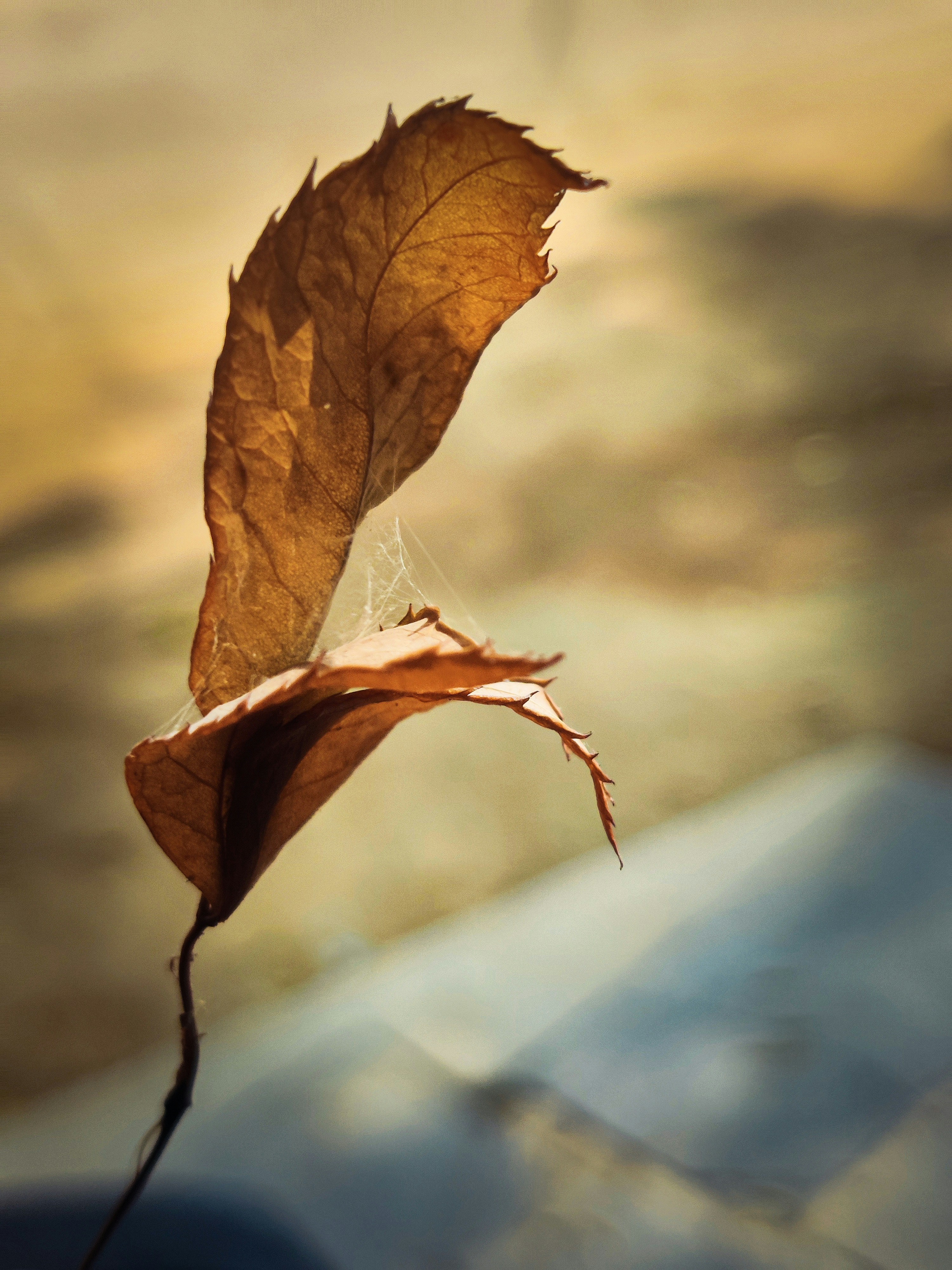 Autumn Leaf in Focus: Frayed Edges and Silken Threads