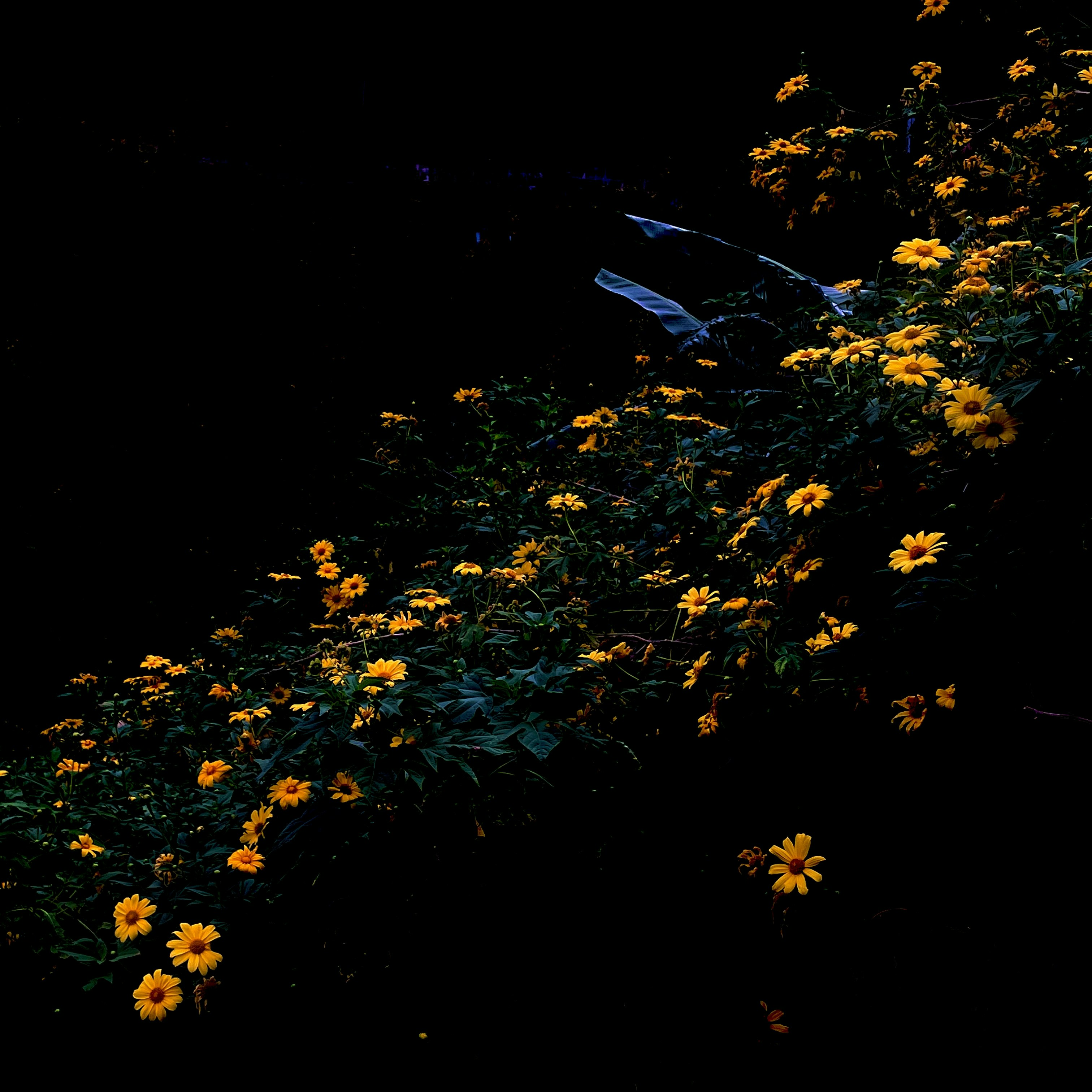 A bird flying over a bush photo – Free Nature flower Image on Unsplash