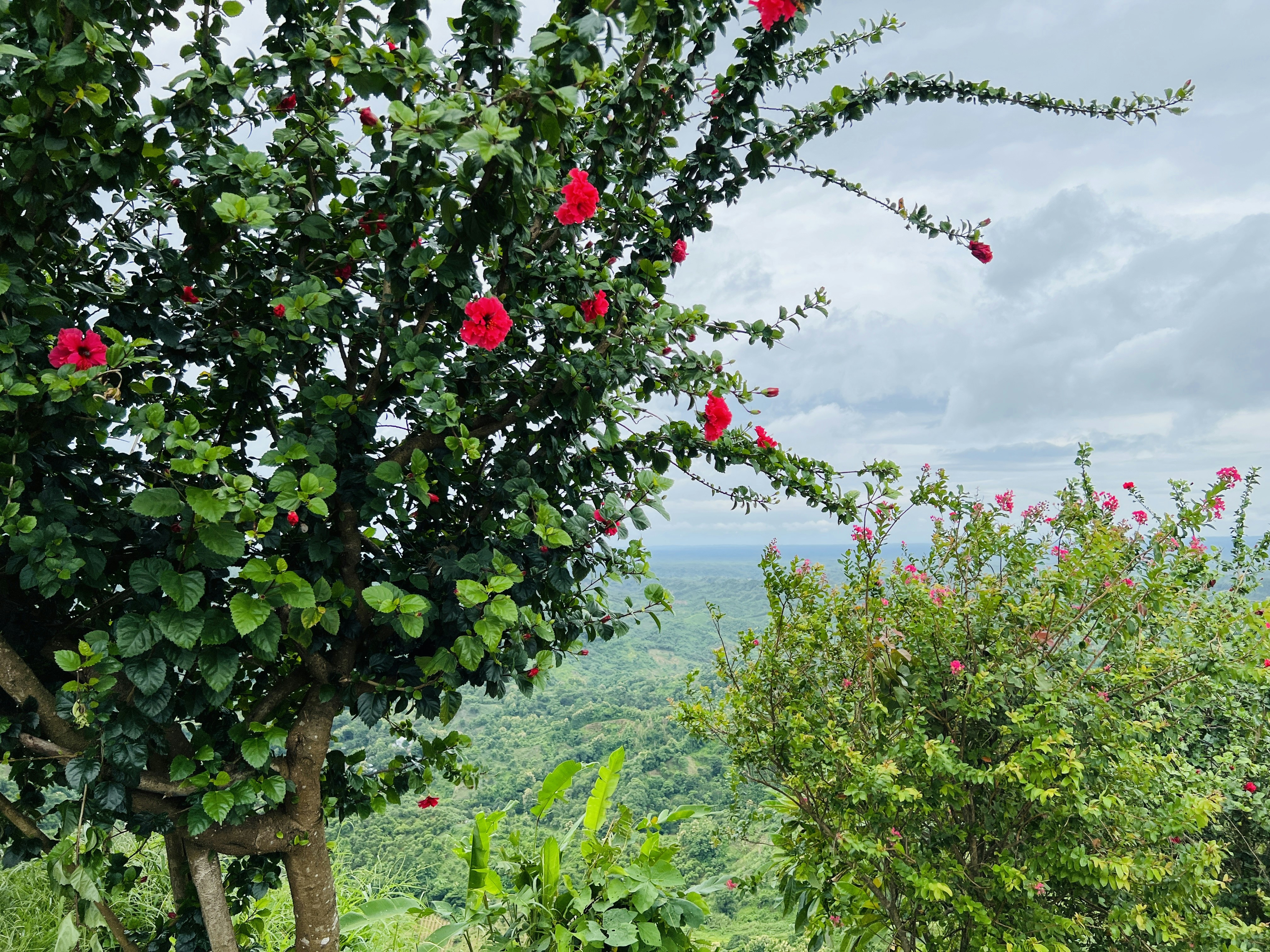 A tree with red flowers photo – Free Flower Image on Unsplash