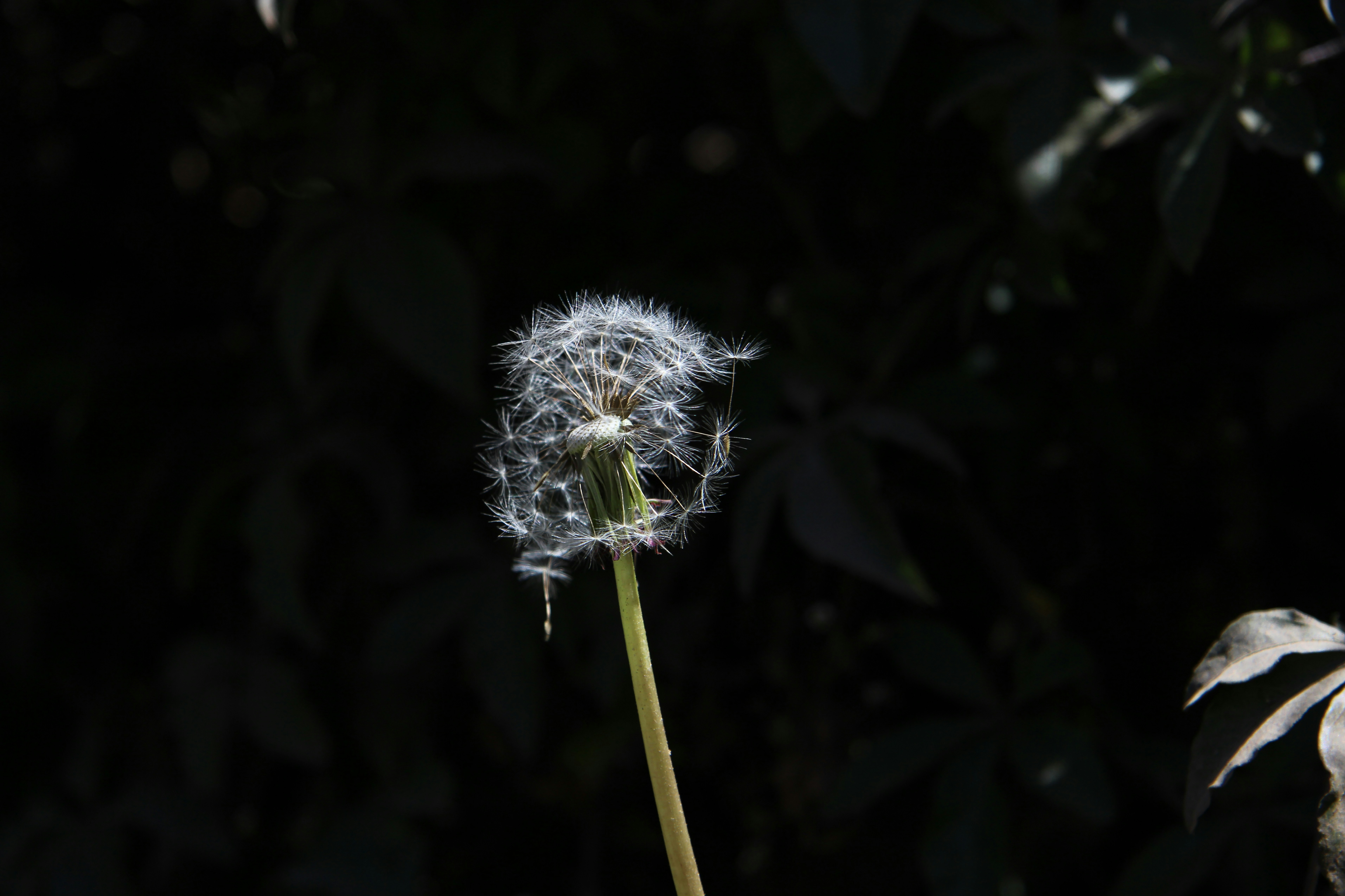 Solitary Dandelion Silhouette in Quiet Shadow