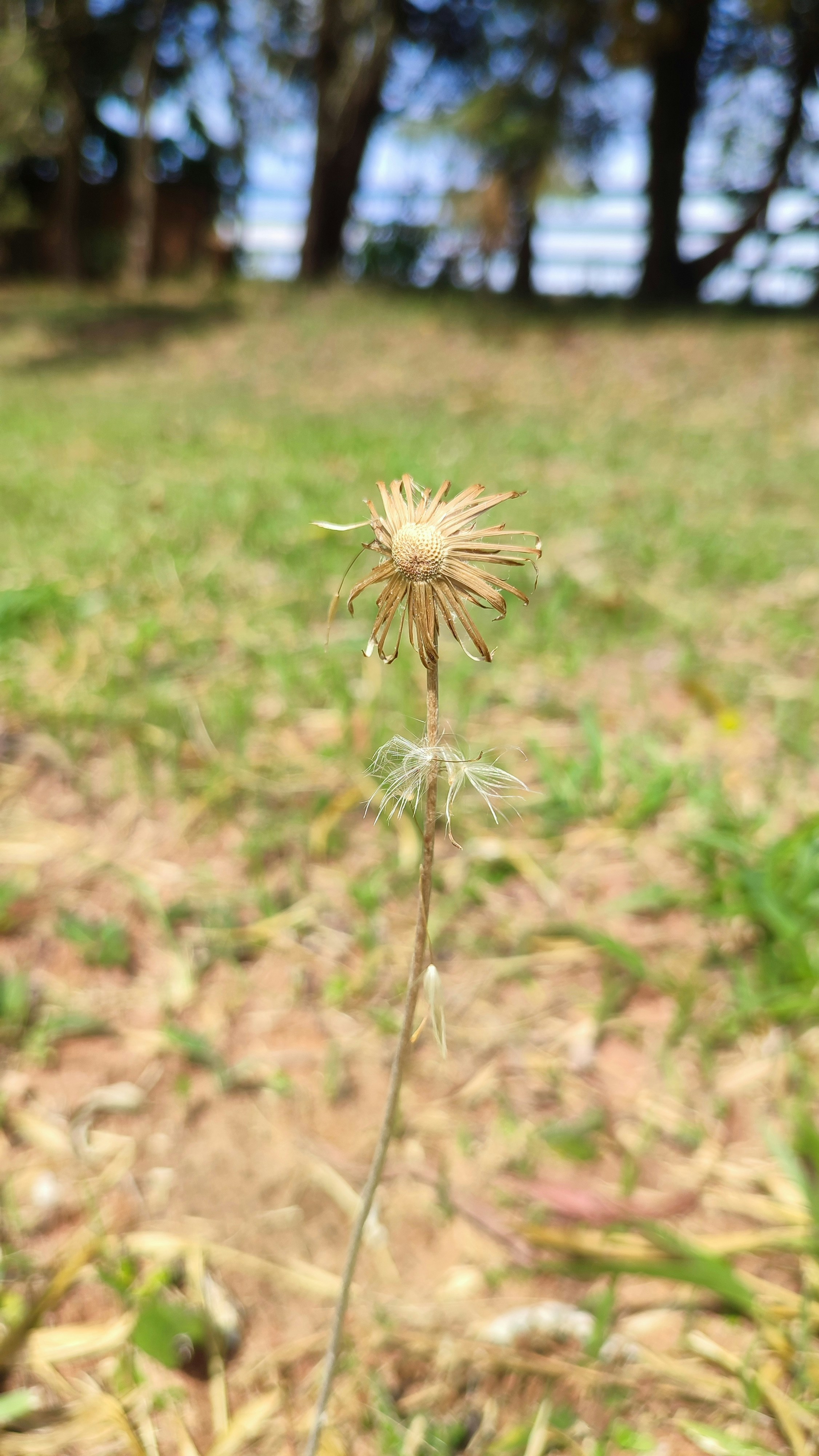 A slender flower stands tall against a blurred backdrop of greenery, showcasing its intricate details and fragile beauty.