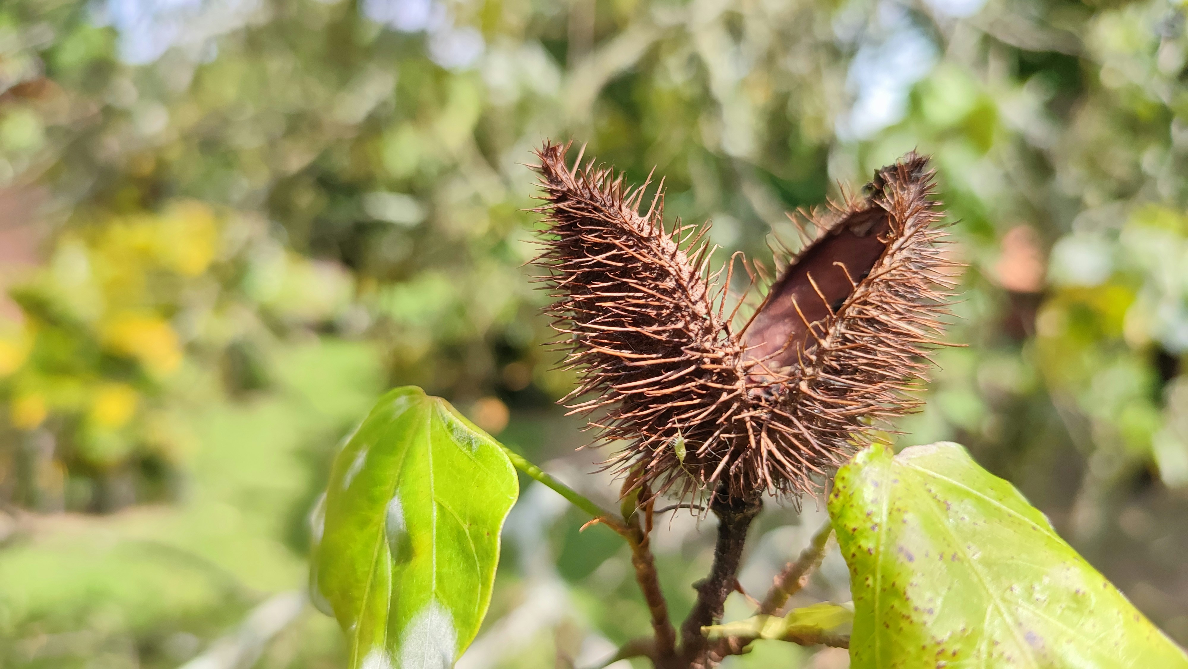Spiky seedpod Emerges Among Fresh Green Leaves