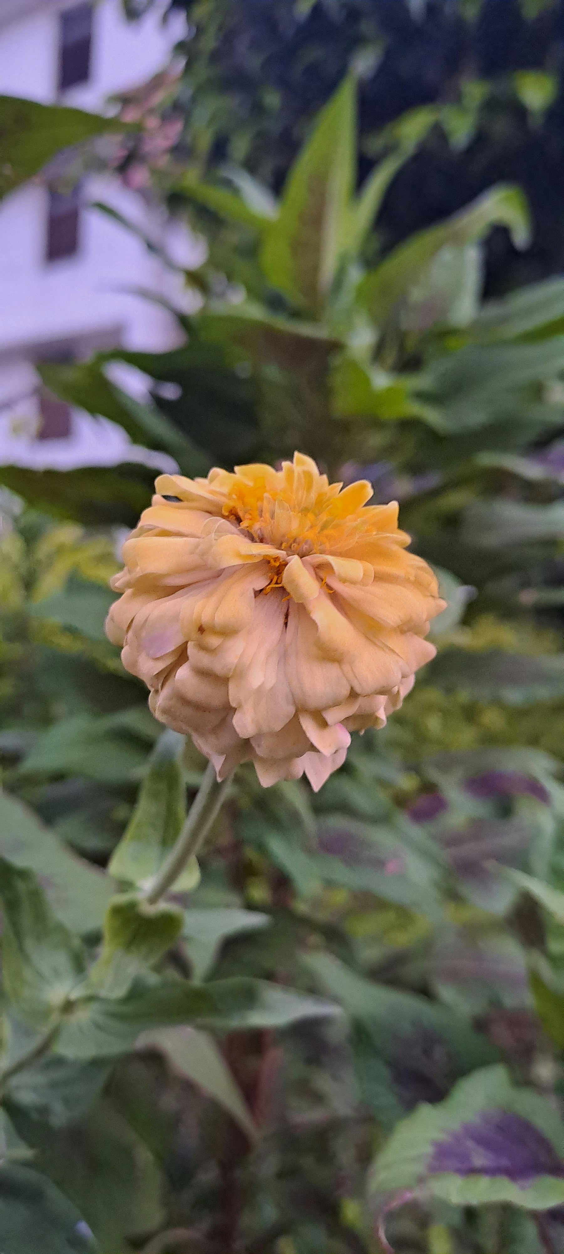 Photograph of a peach-orange zinnia with layered petals against a soft green garden background.