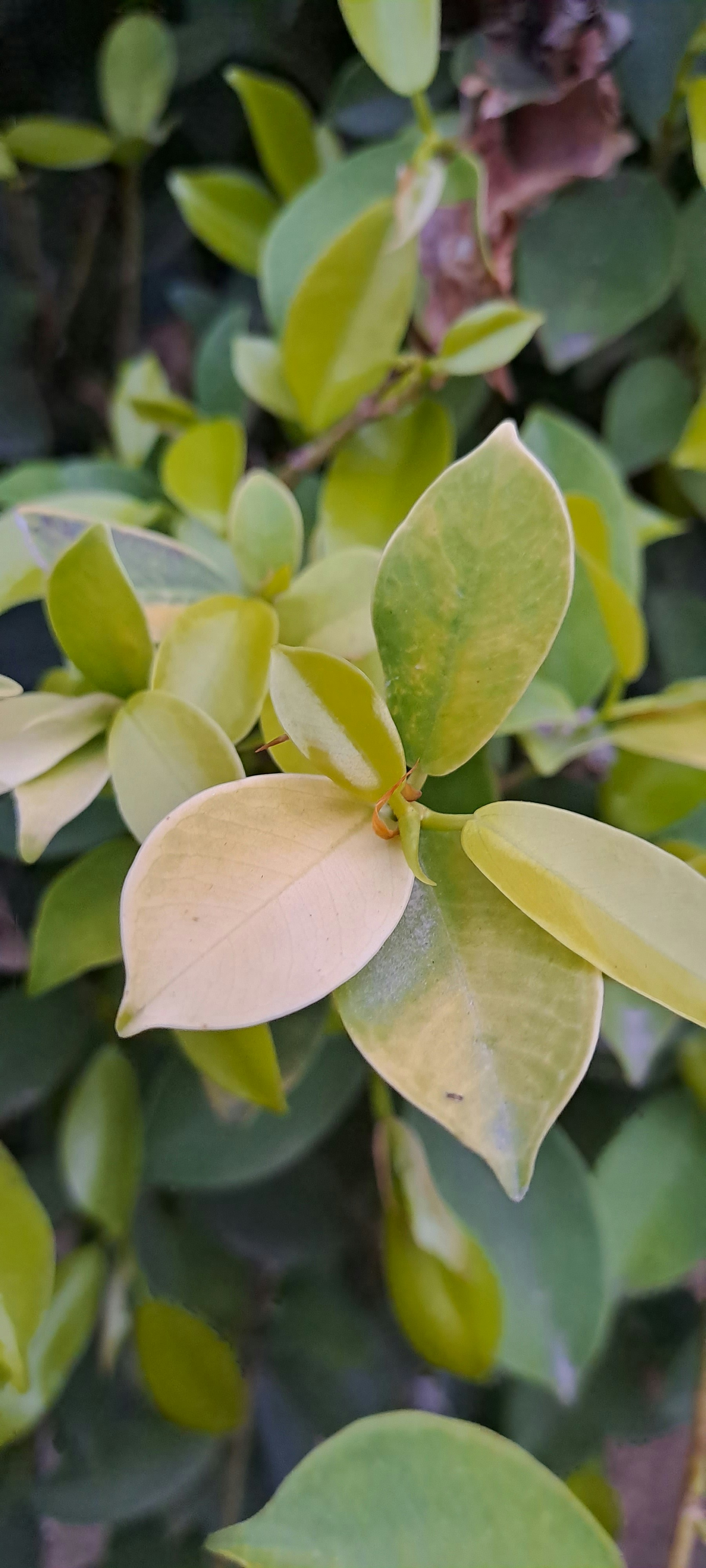 Close-up of variegated leaves with pale cream and green tones on a leafy shrub, showcasing texture and color variation.