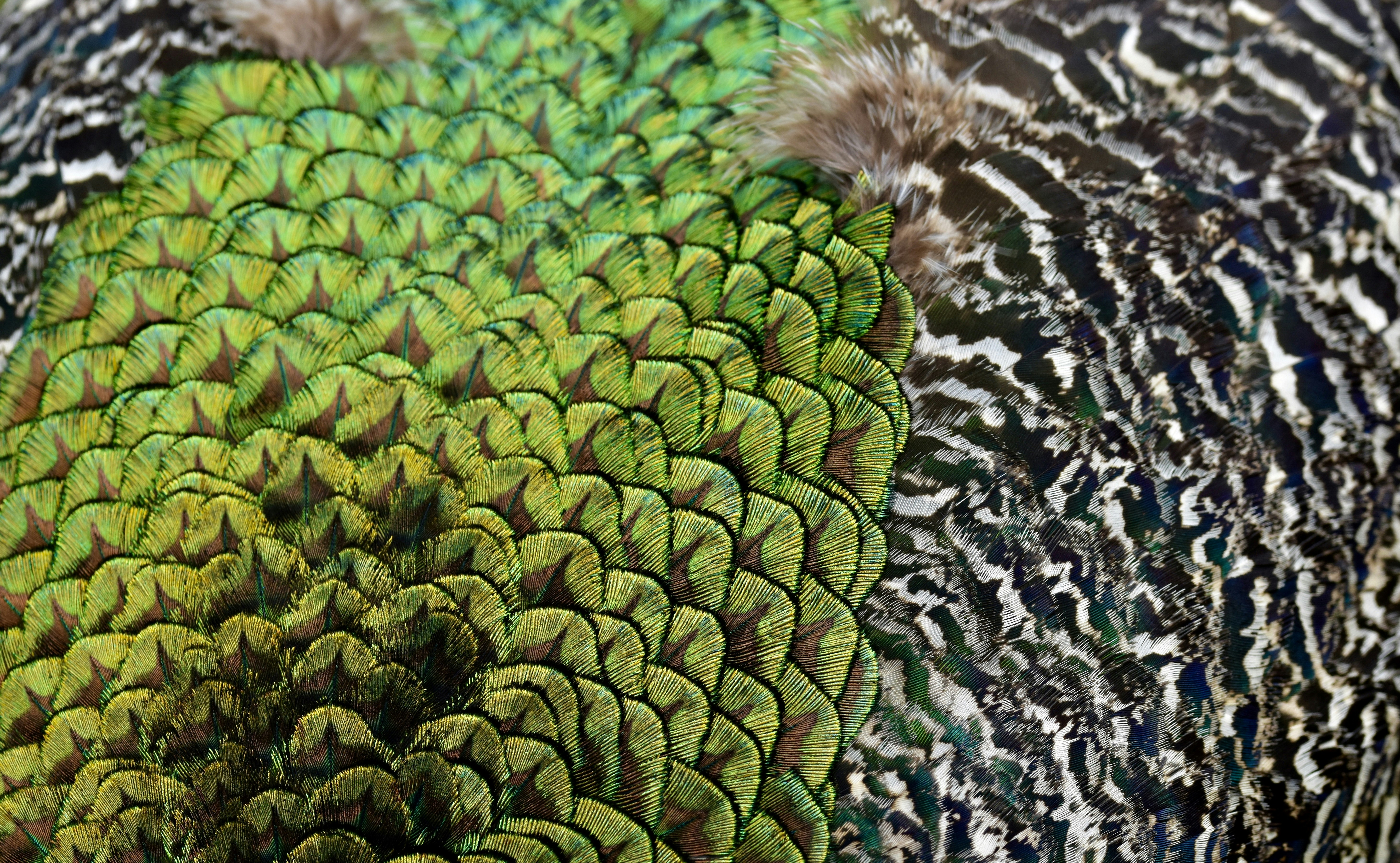 Peacock texture