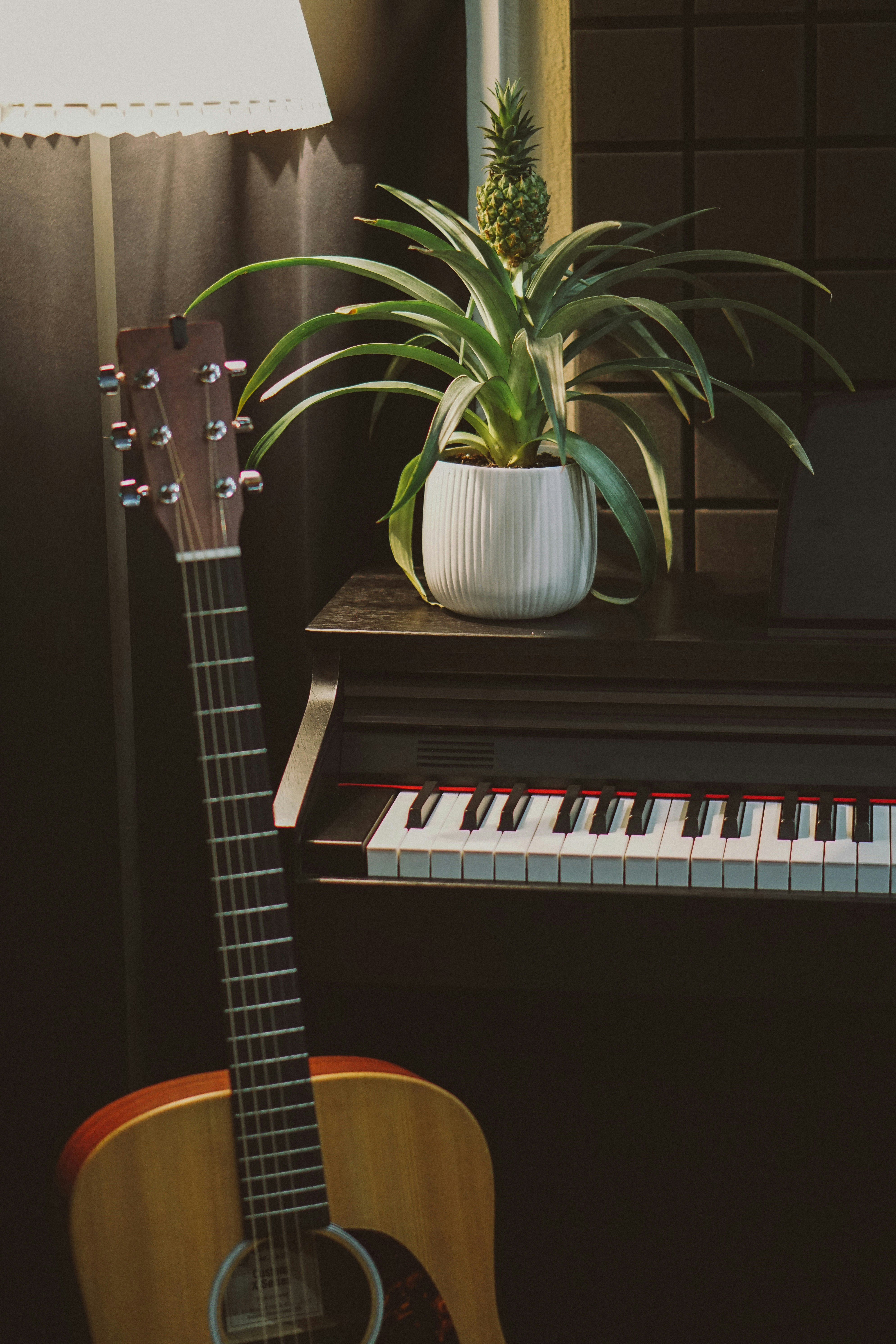 A guitar next to a plant photo – Free Kyiv Image on Unsplash