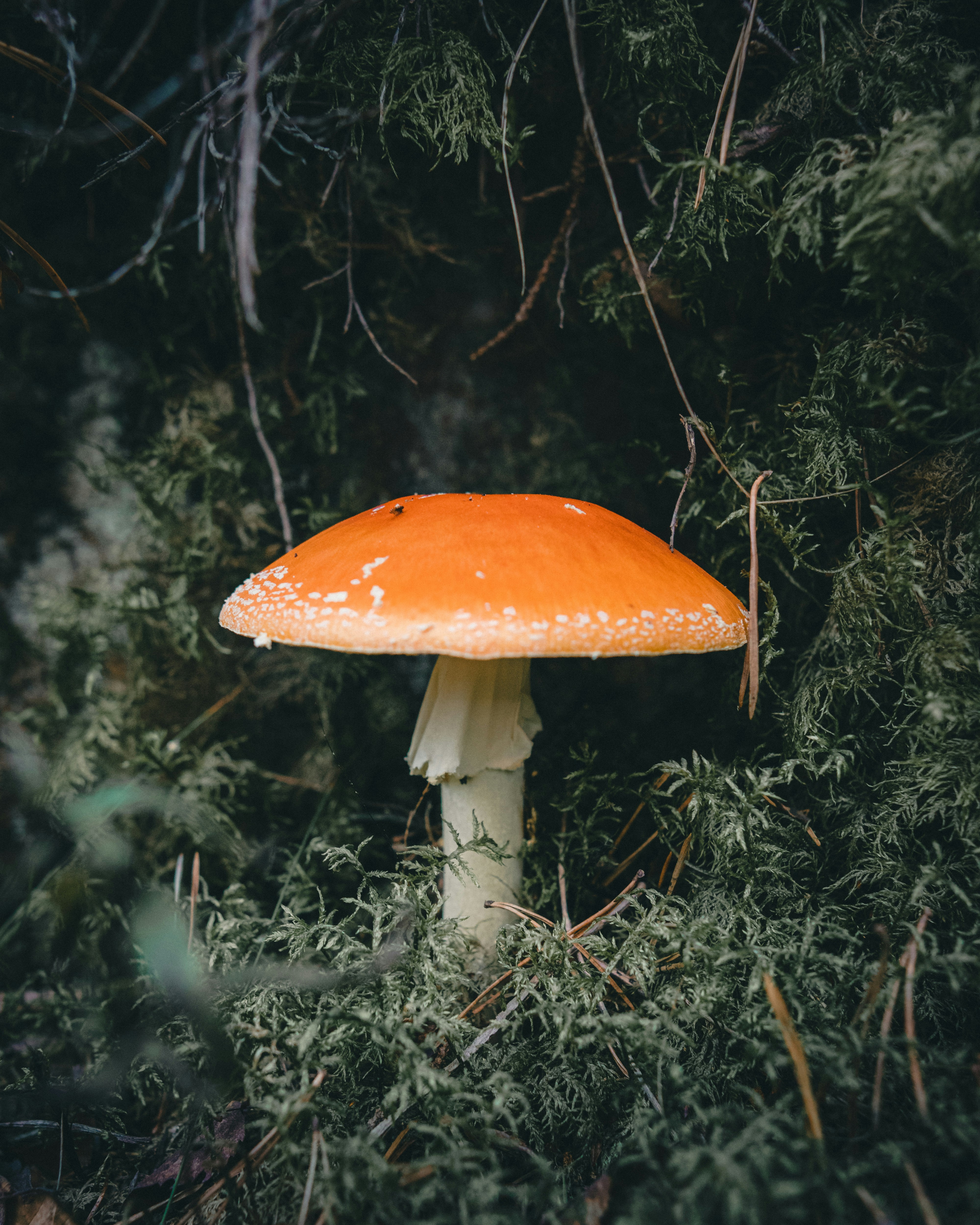 Amanita muscaria mushroom in a mossy forest