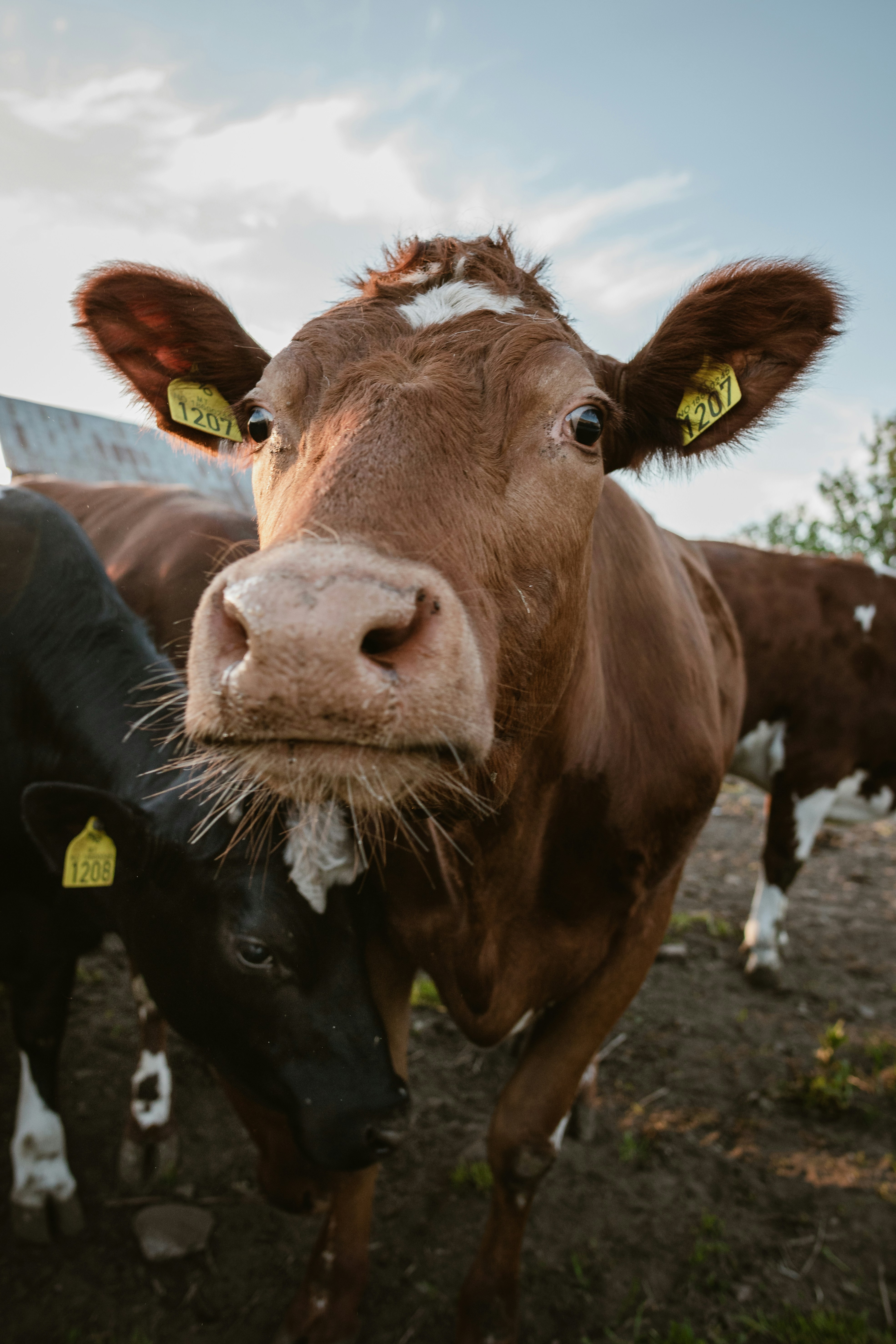 Une vache avec des étiquettes jaunes sur les oreilles photo – Photo ...