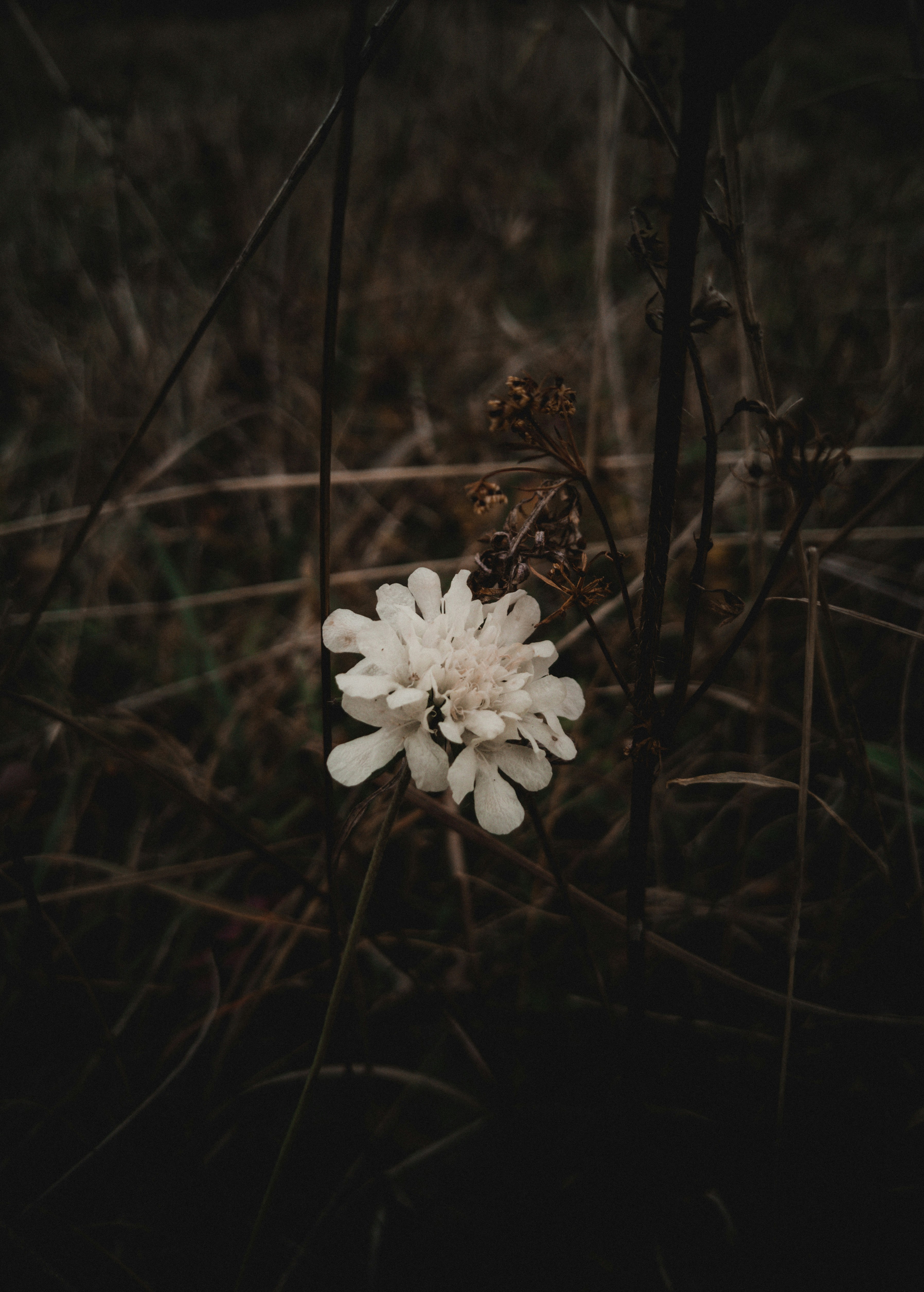 Lone White Bloom in a Shadowed Thicket