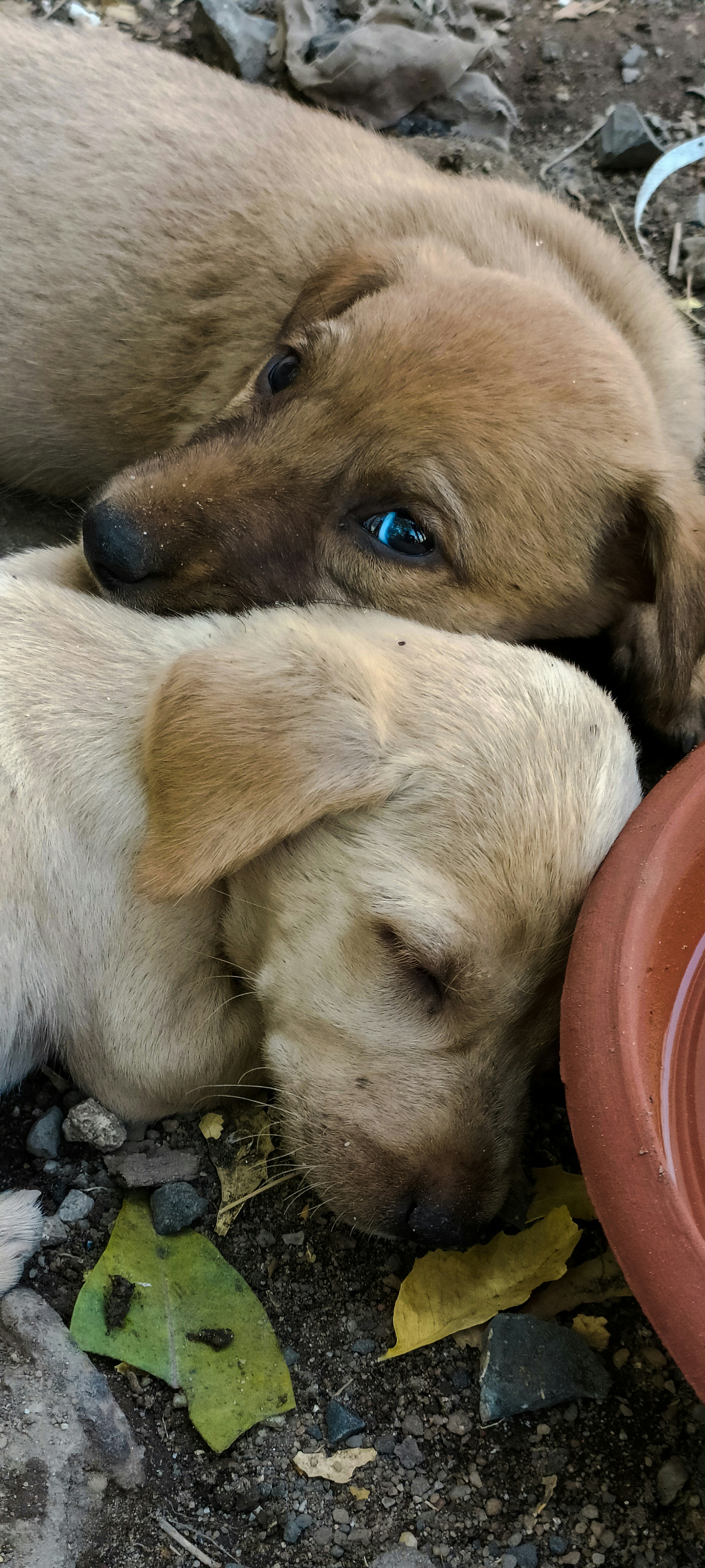 Two puppies nestled together, sharing warmth and comfort in a peaceful moment. Their soft fur contrasts with the earthy background.