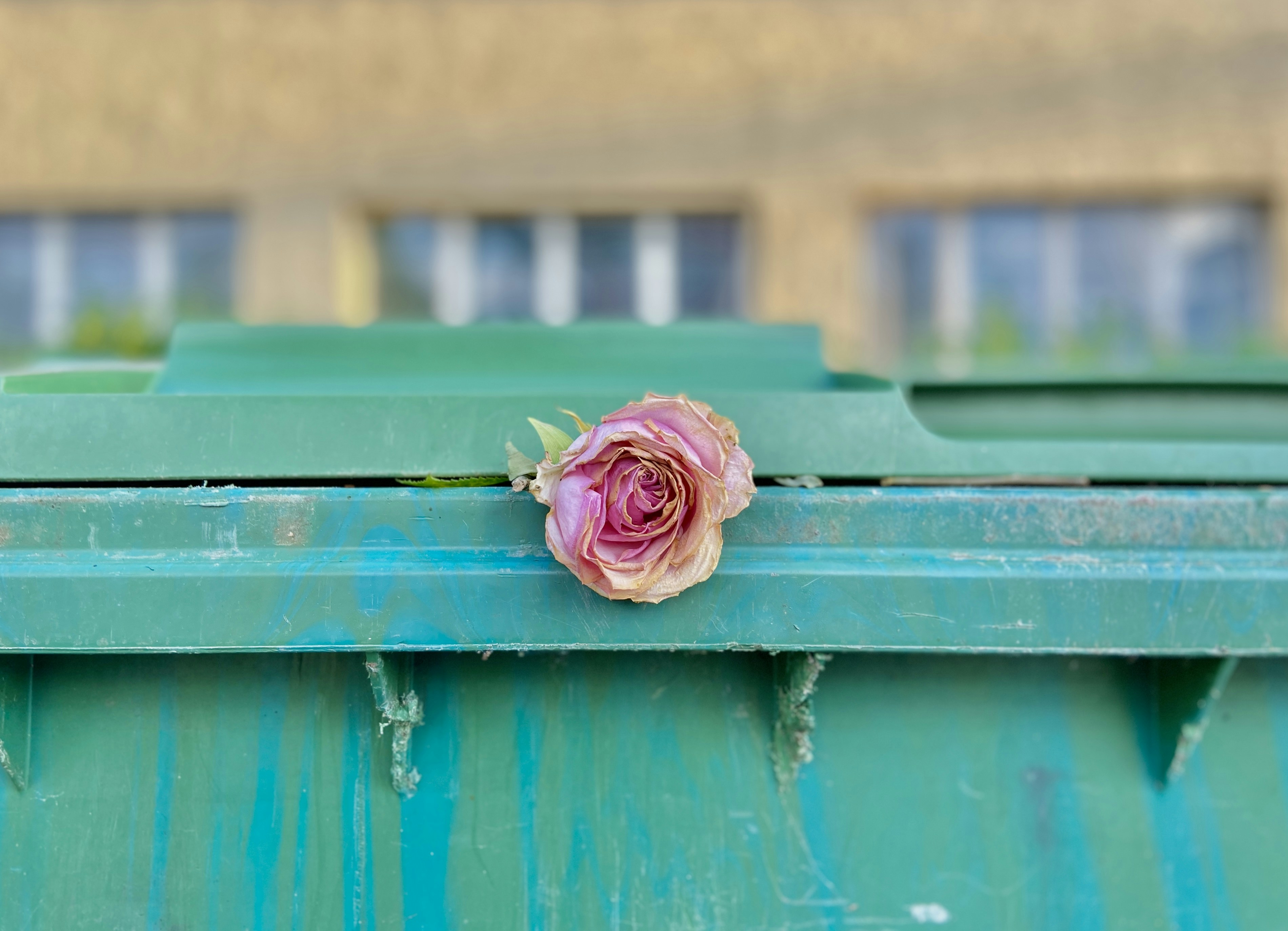 Petal on Metal: A Pink Rose Resting on a Weathered Green Dumpster