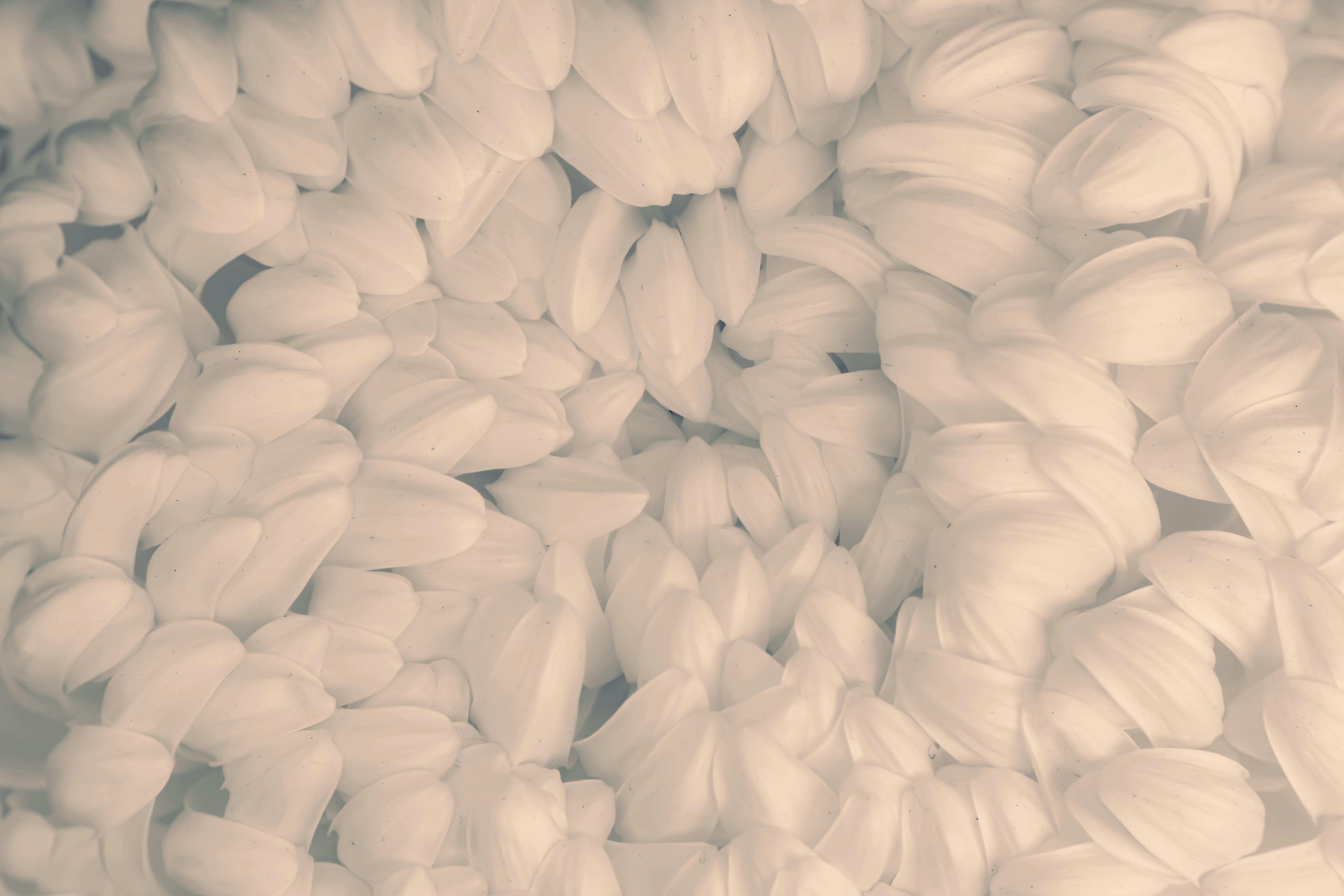 a chrysanthemum. (It's a work of floral competition.)