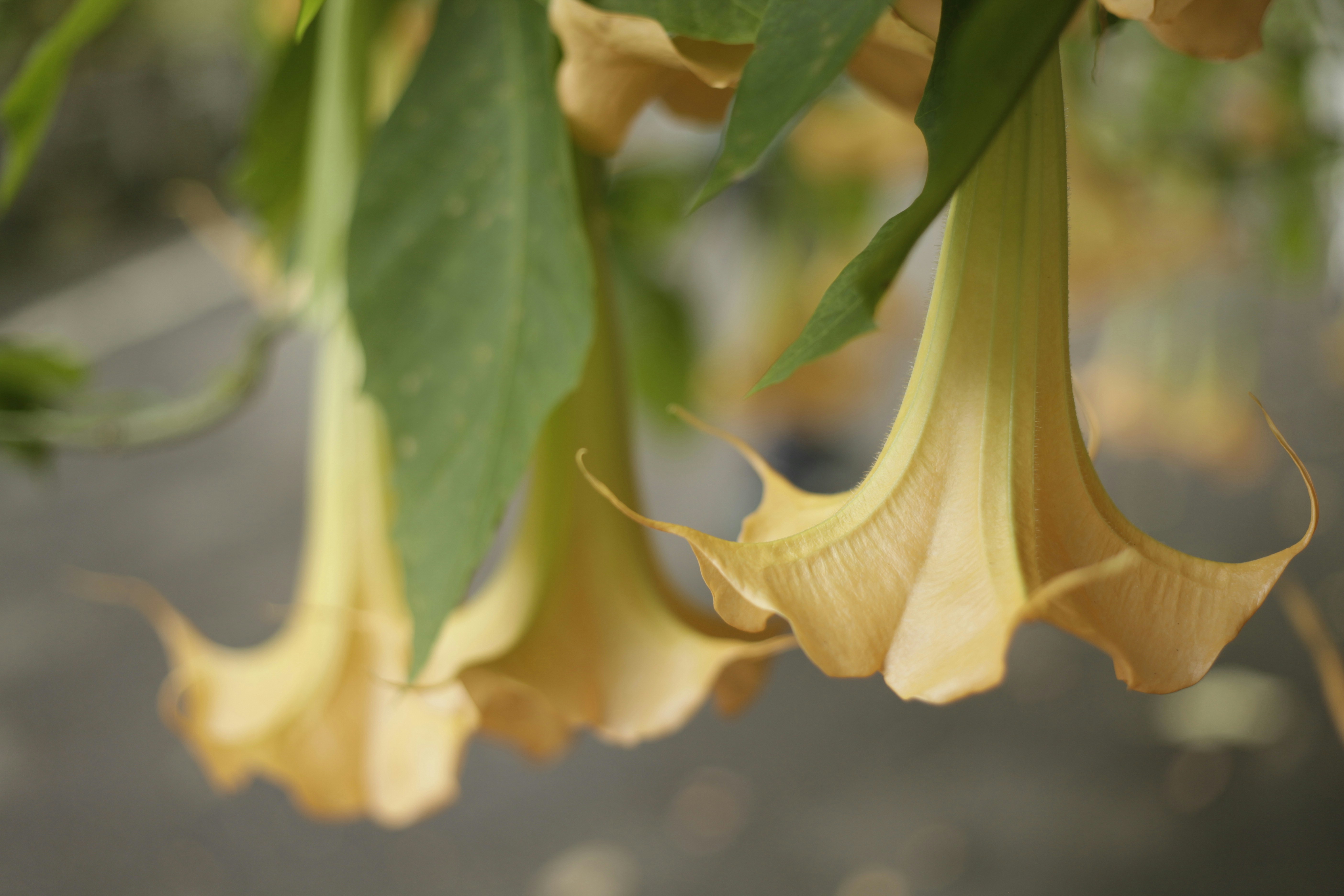 Golden trumpet blossoms at the edge of the frame