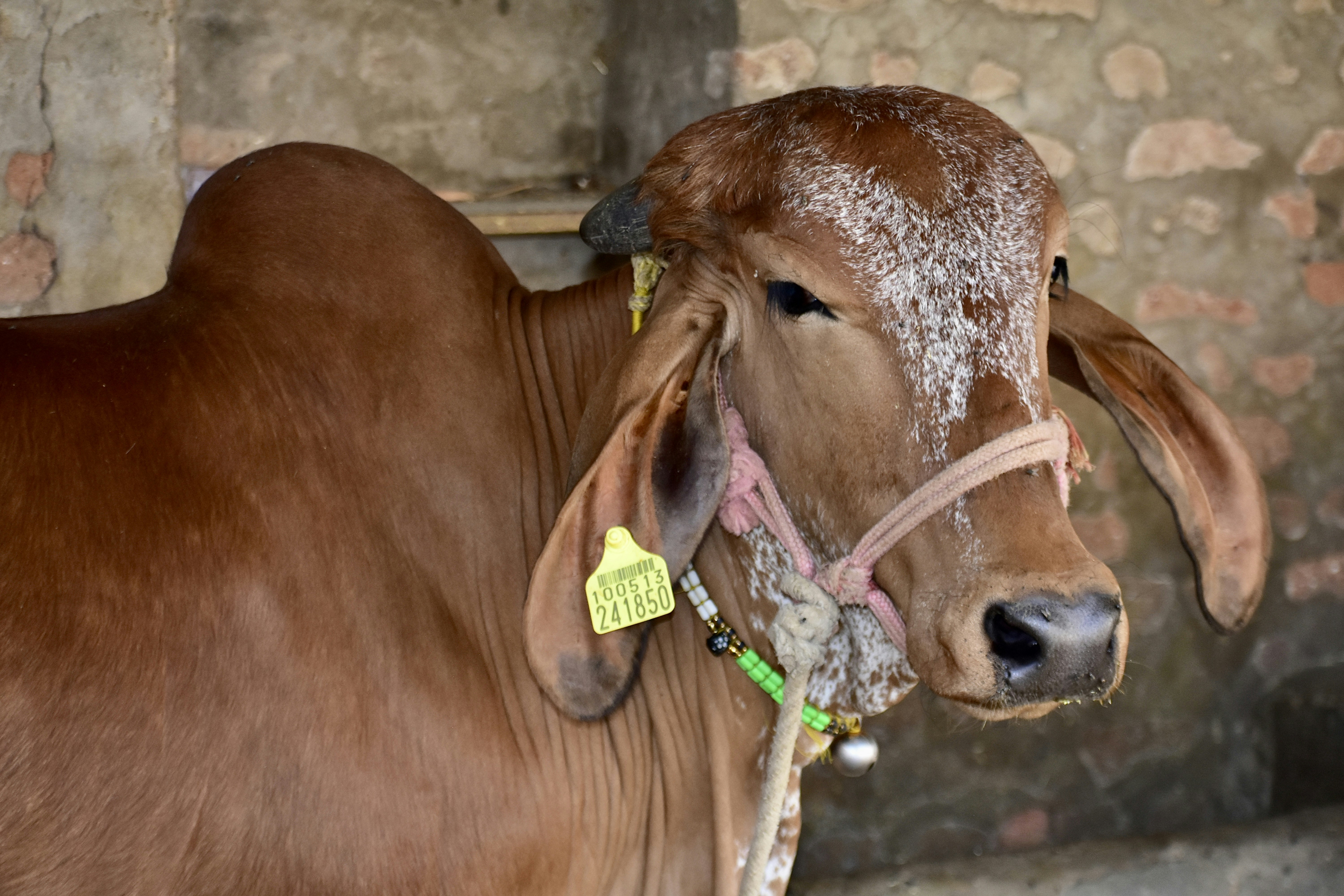 Foto Una vaca con una campana en el cuello – Imagen Animal gratis en ...