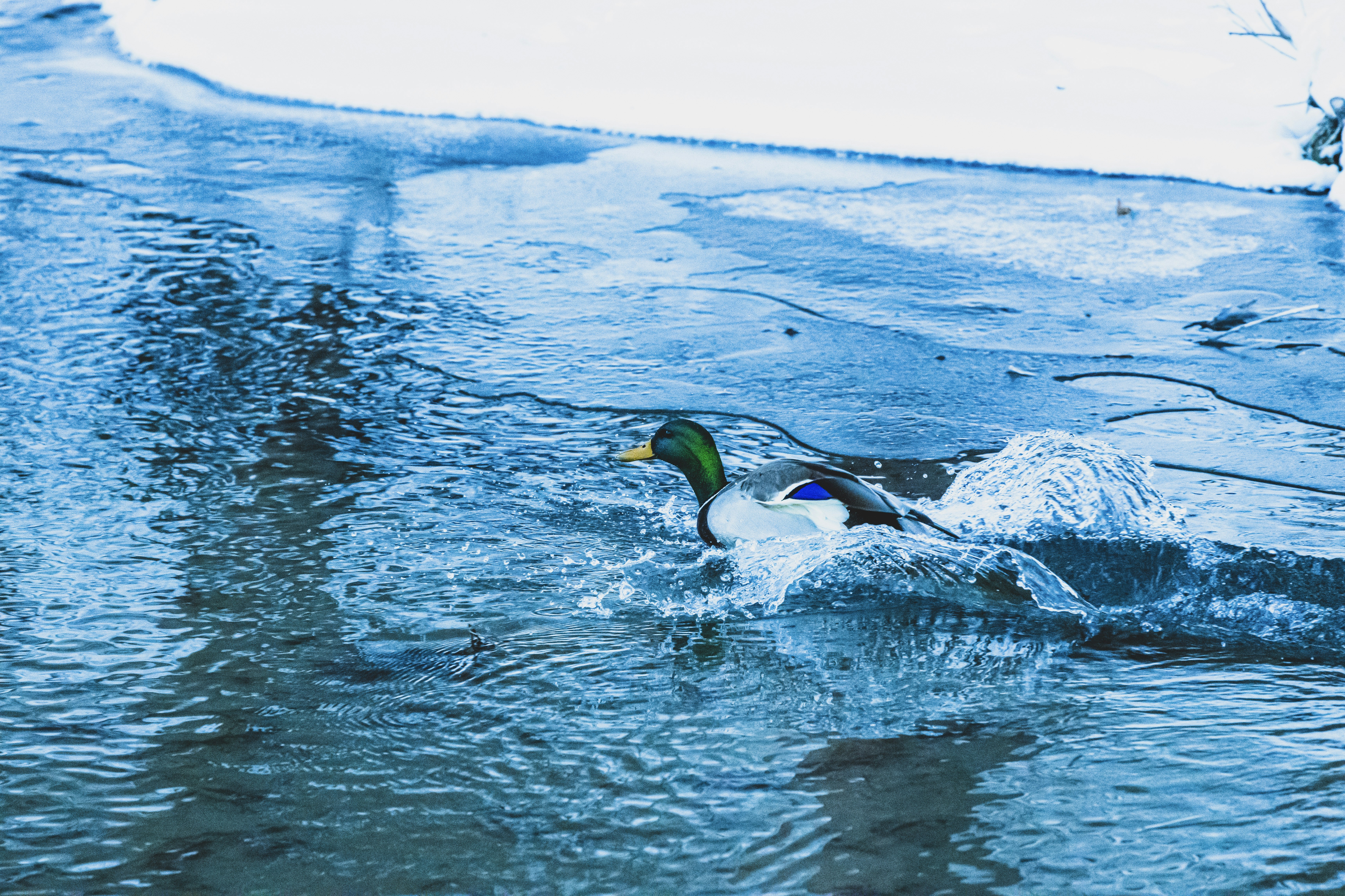 a duck swimming in water