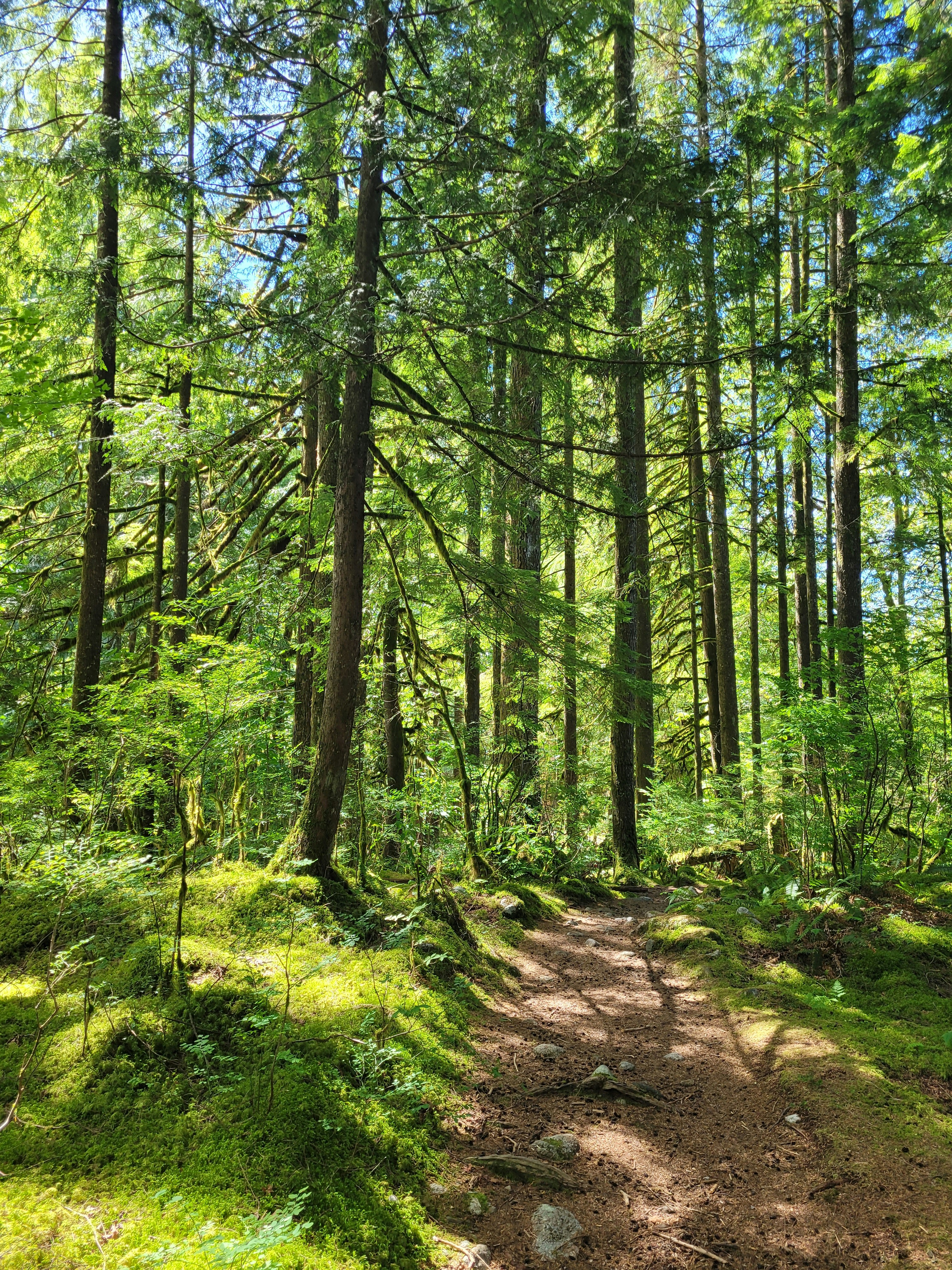 Sunlit forest trail meandering through lush greenery, surrounded by towering trees and vibrant moss. A serene escape into nature's embrace.