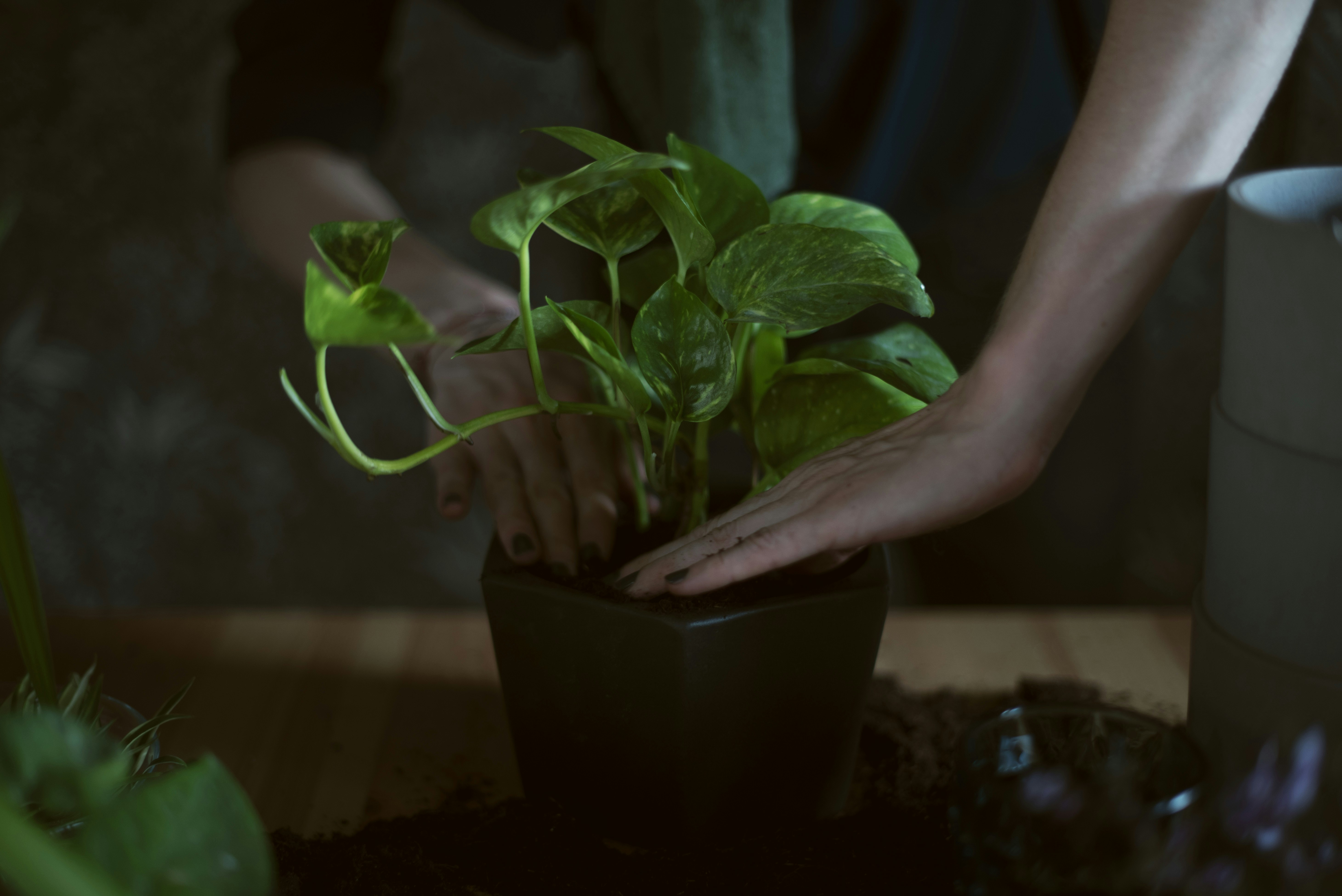 Photo by Kristina Fatina with Nikon D750