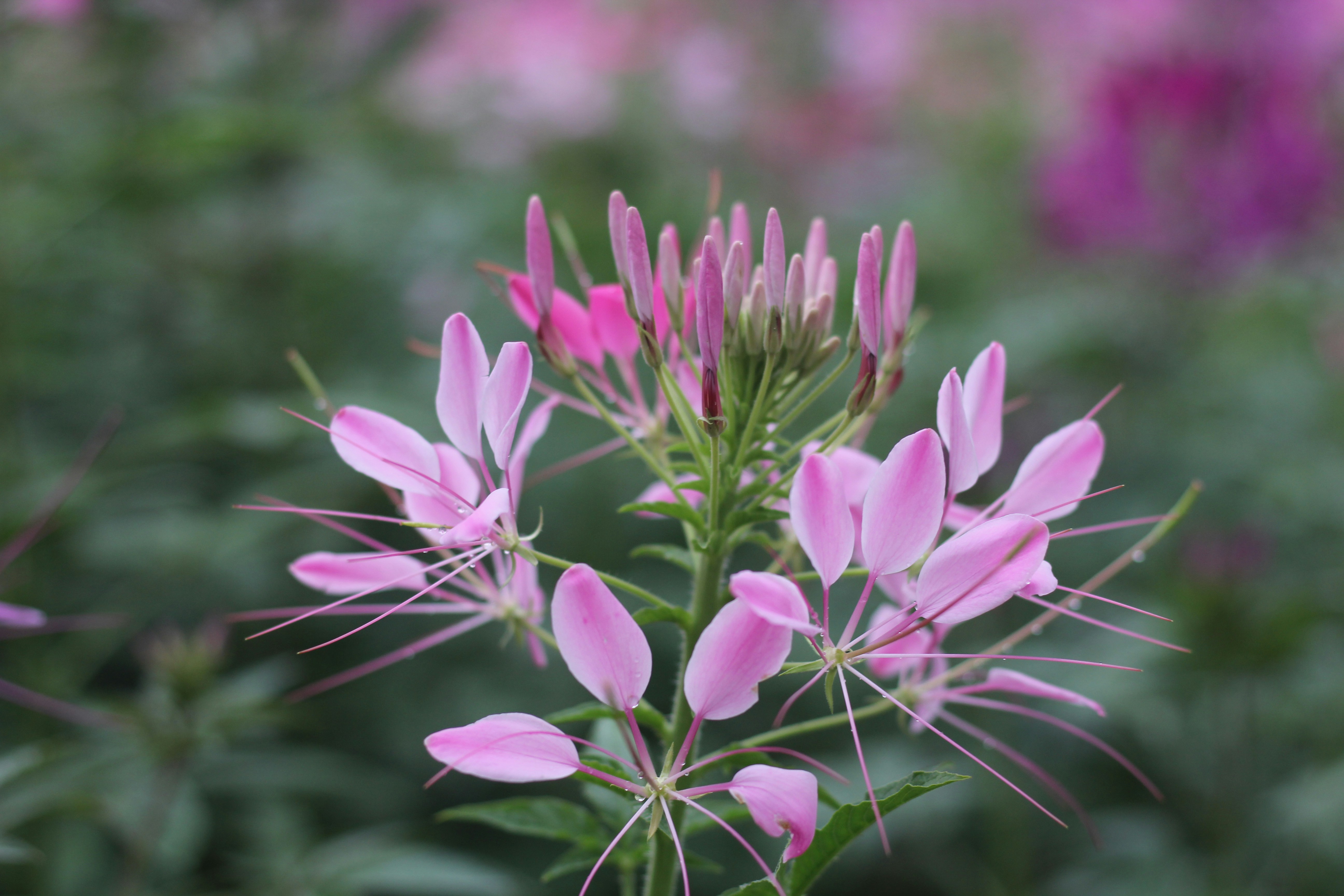 Un primer plano de una flor foto – Imagen de Antera gratuita en Unsplash